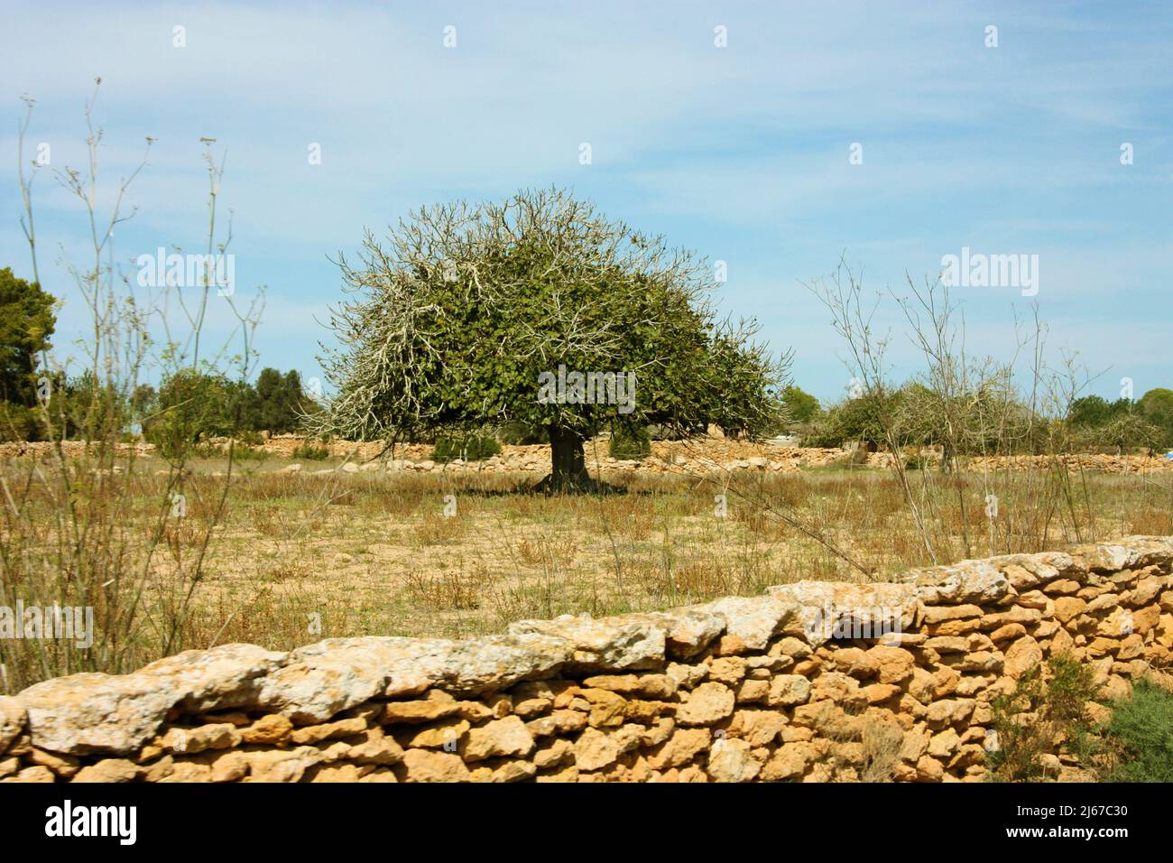 lonely local fig tree of the balearic islands in a dry summer clearing ...