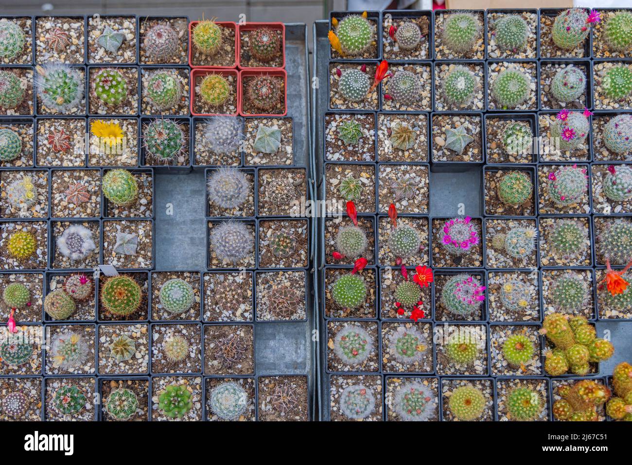 Small Cactus Plants in Square Pots Top View Selection Stock Photo - Alamy