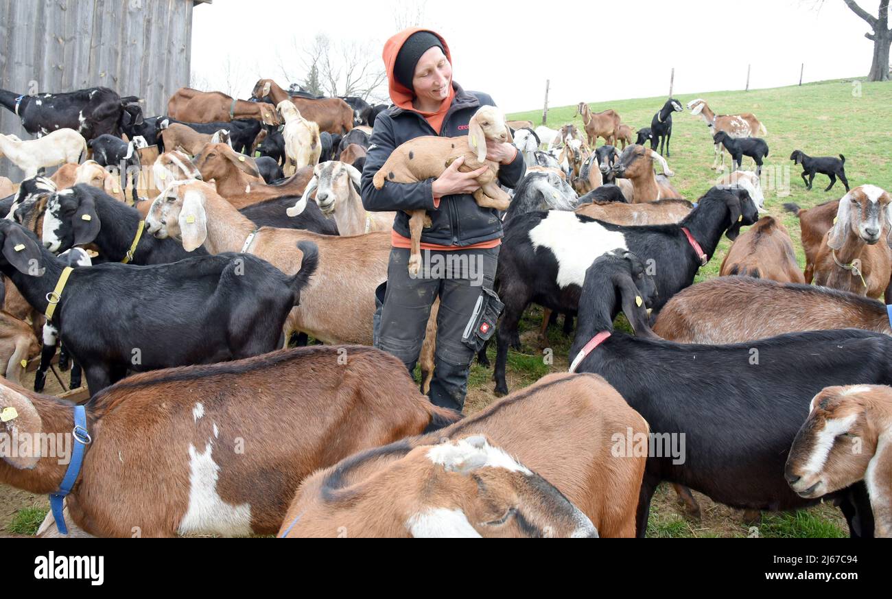 29 March 2022, Saxony, Lichteneichen/ Mügeln: The veterinarian Katja ...