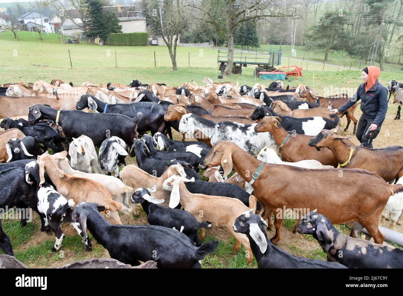 29 March 2022, Saxony, Lichteneichen/ Mügeln: The veterinarian Katja ...