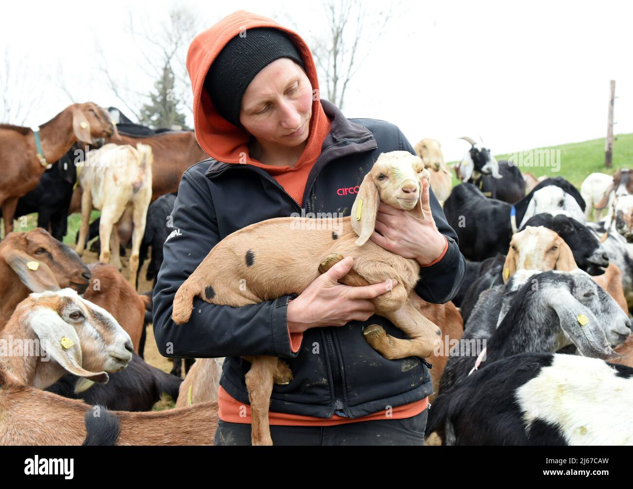 29 March 2022, Saxony, Lichteneichen/ Mügeln: The veterinarian Katja ...