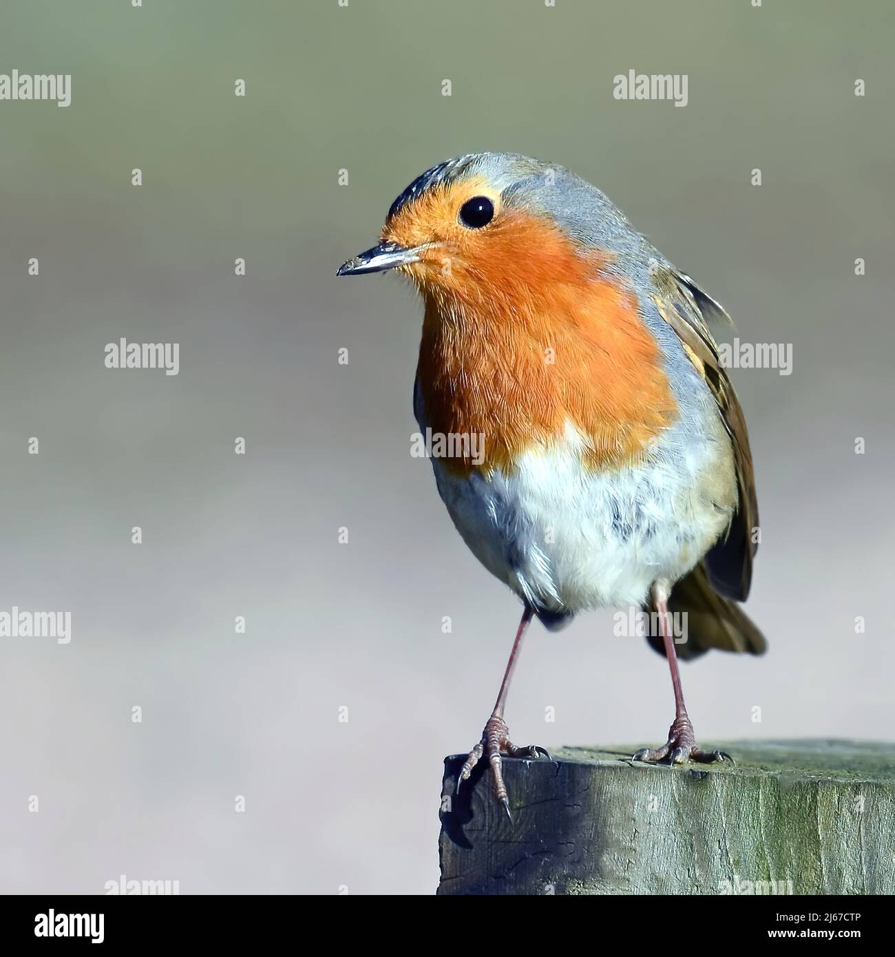 Scottish robin hi-res stock photography and images - Alamy