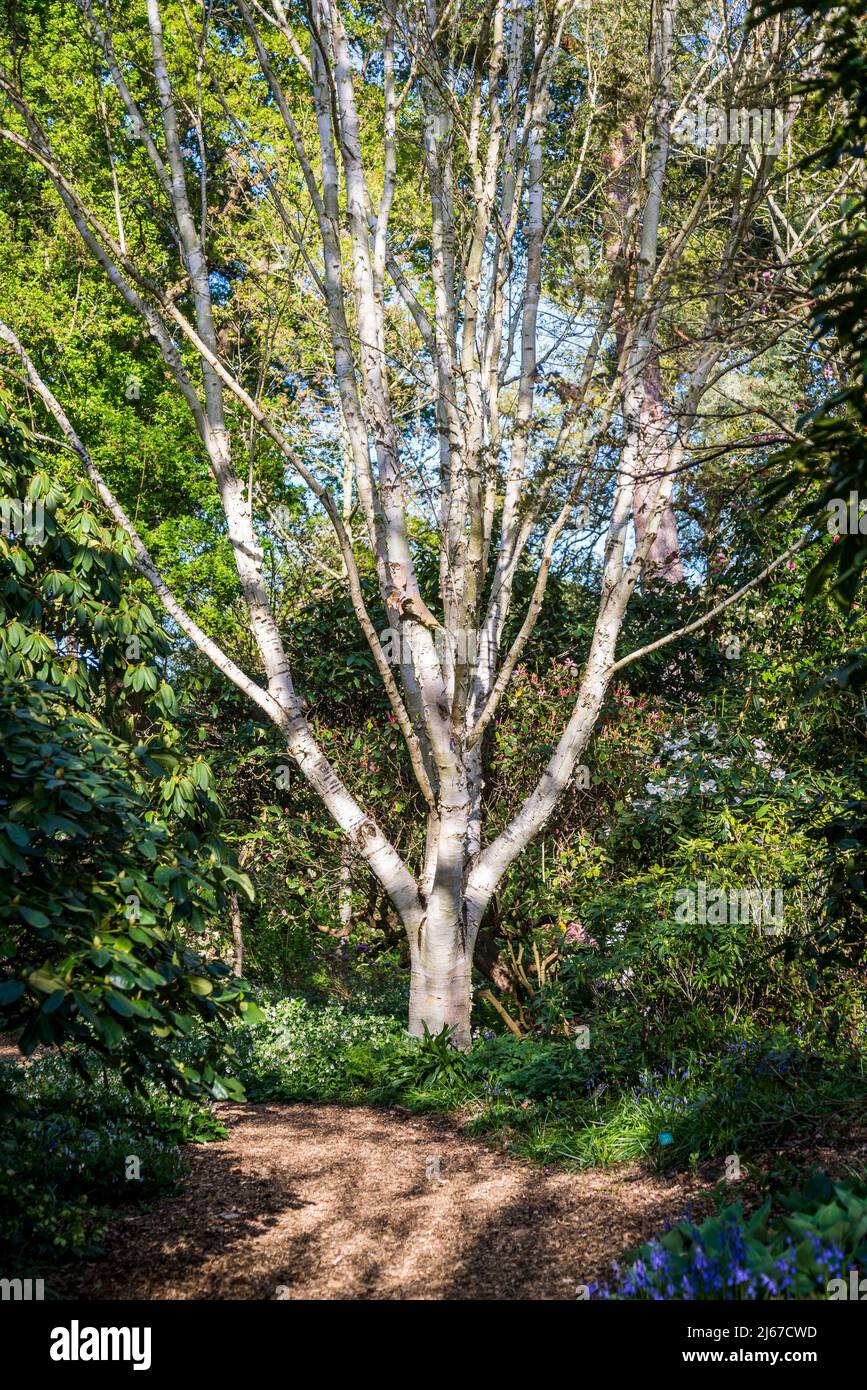 Silver birch tree with peeling bark Stock Photo - Alamy