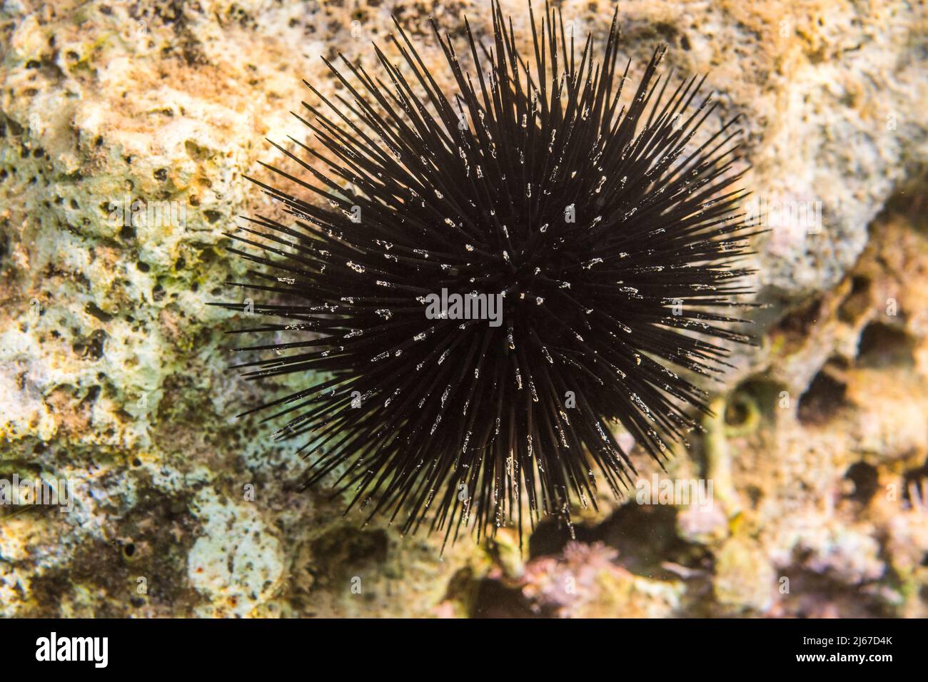 Arbacia lixula black sea hi-res stock photography and images - Alamy