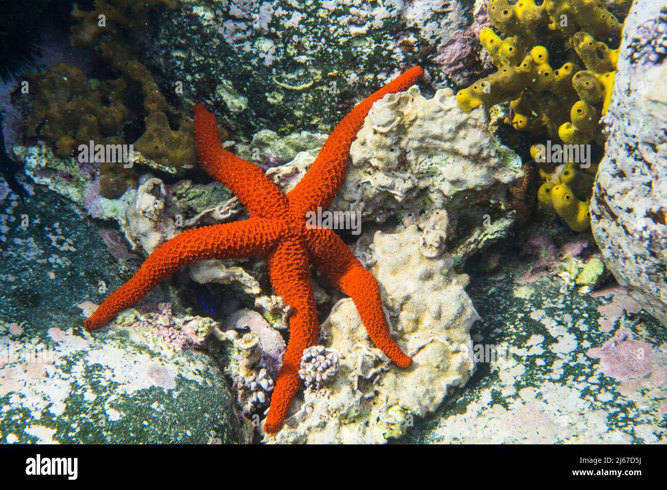 Echinaster sepositus, the Mediterranean red sea star (sometimes only ...