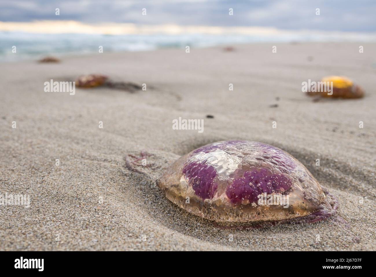 Mauve stinger (Pelagia noctiluca) is a jellyfish in the family ...