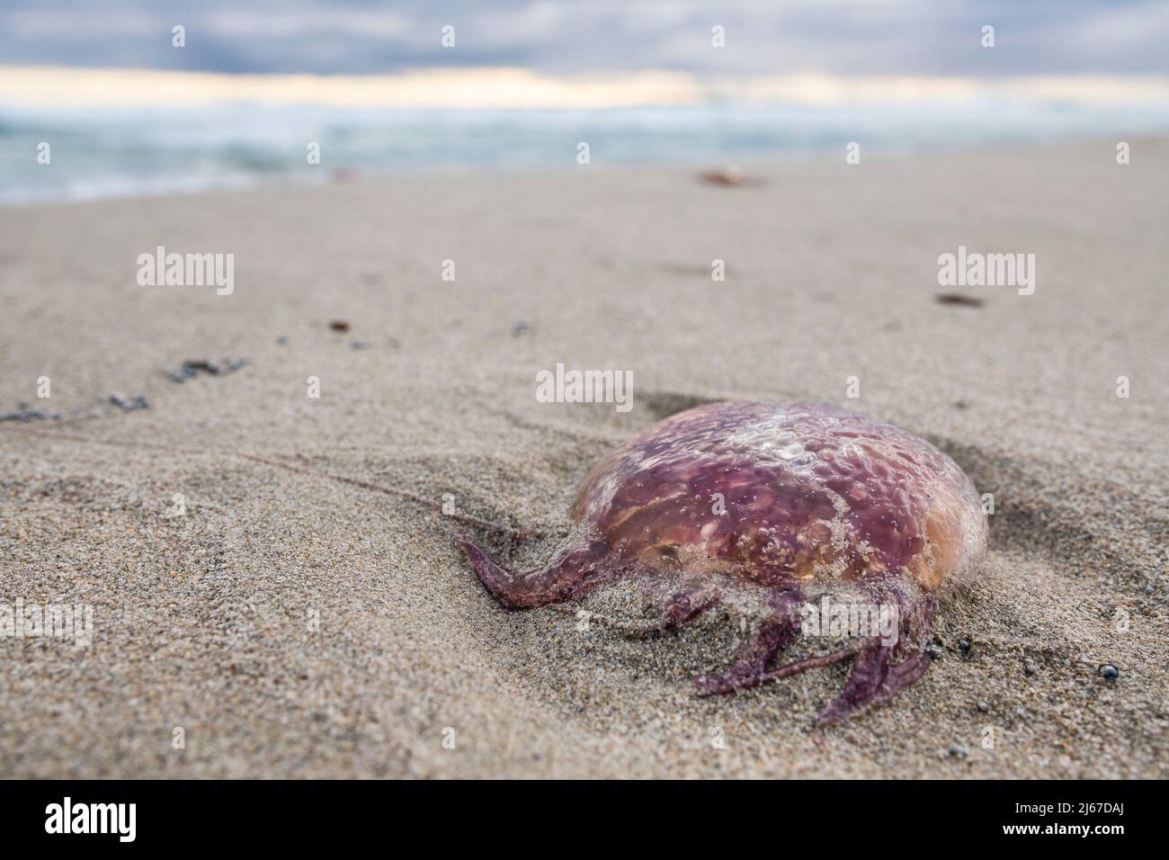 Mauve stinger (Pelagia noctiluca) is a jellyfish in the family ...
