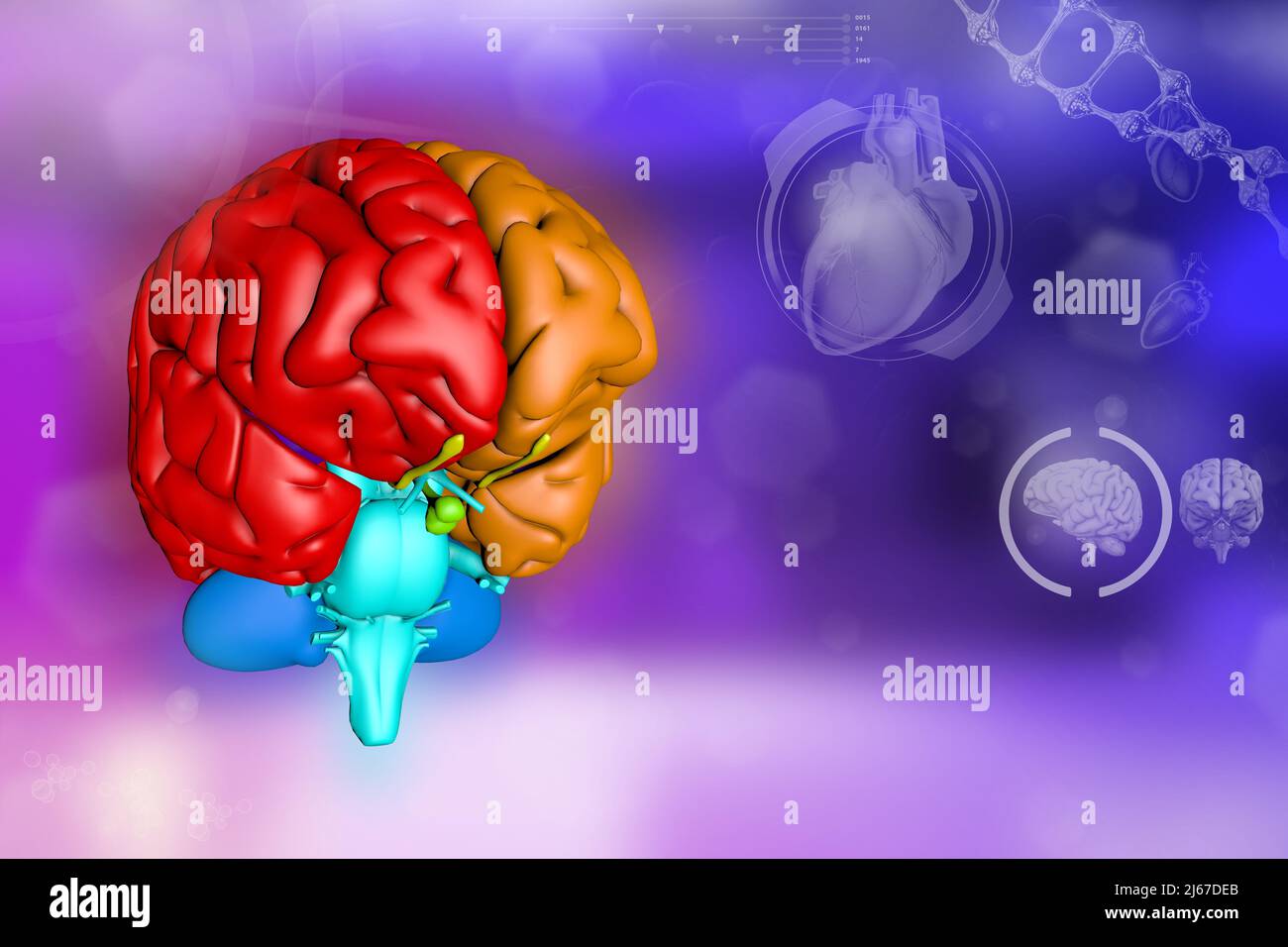 Medical 3D illustration - human brain, physiology discovery concept ...