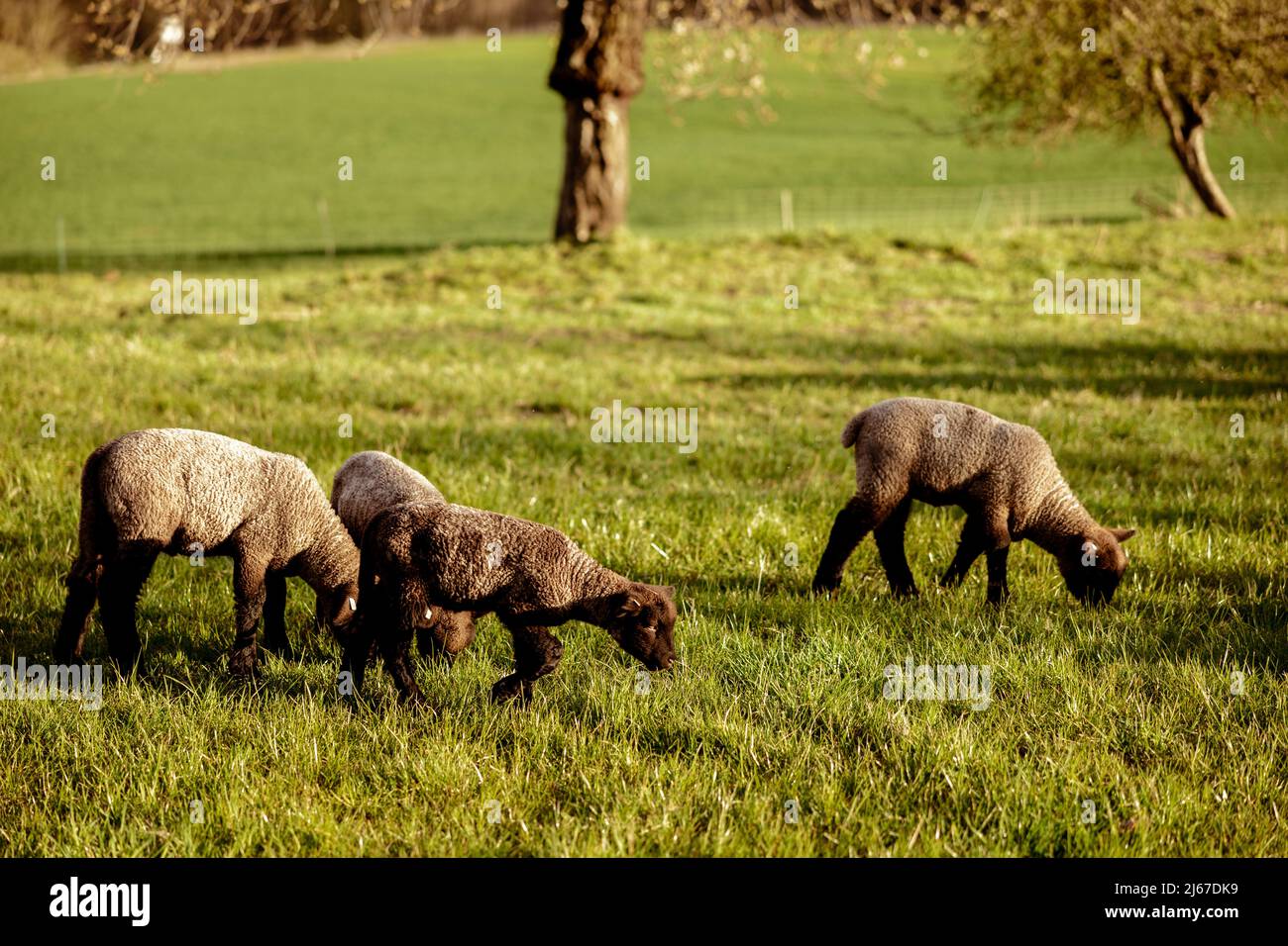 Outdoor lamb hi-res stock photography and images - Alamy
