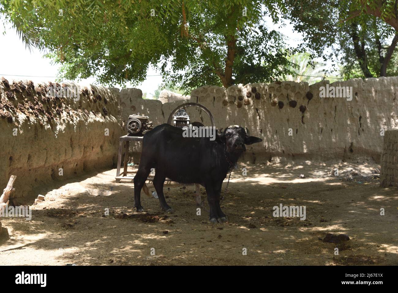 Black buffalo in rural Sindh village Stock Photo - Alamy