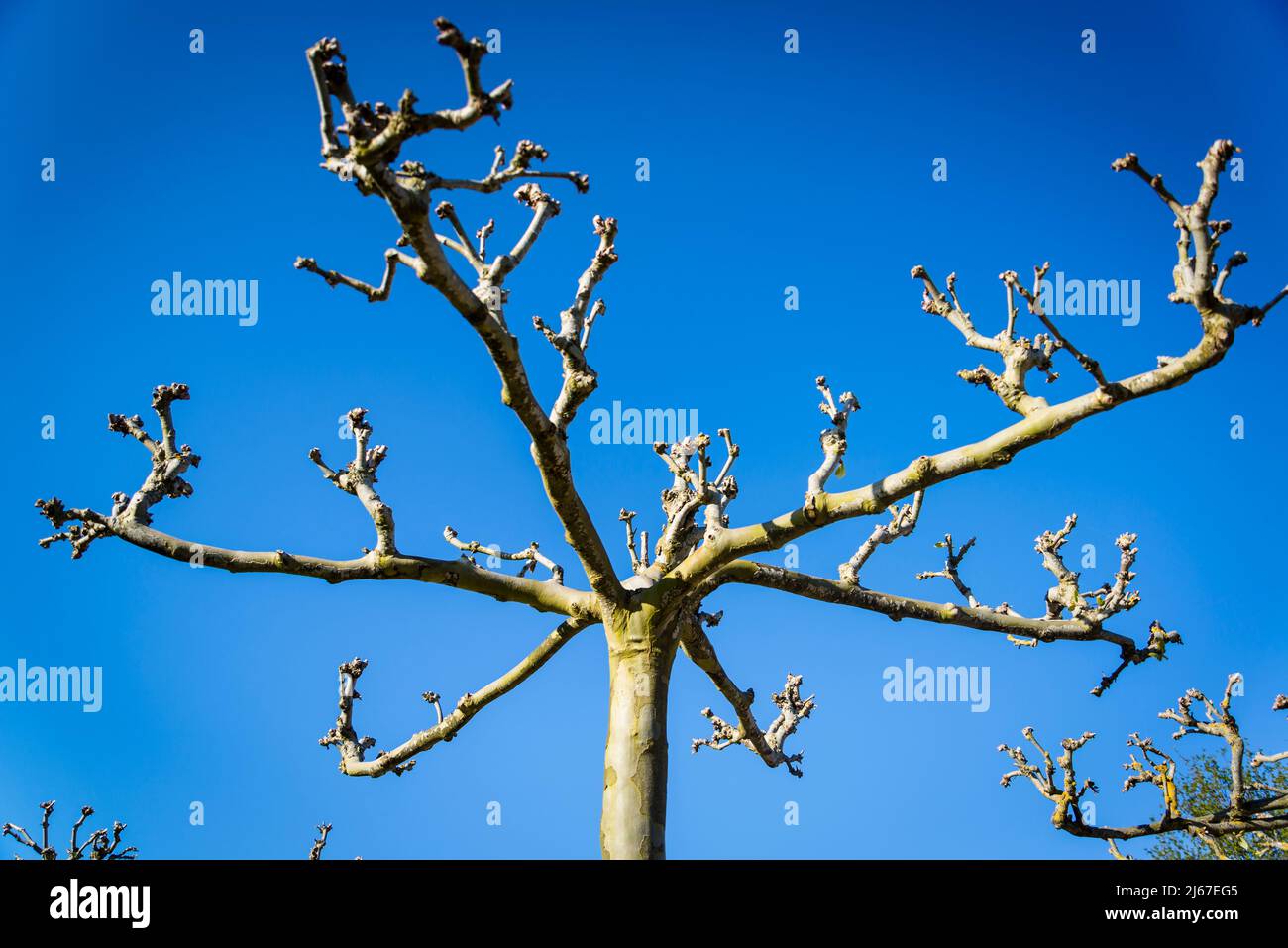Pollarded London plane tree Stock Photo - Alamy