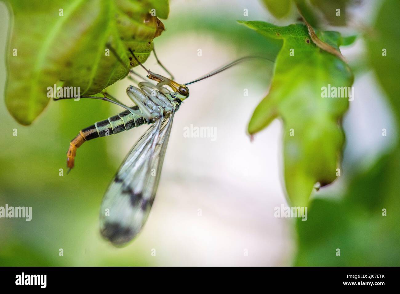 Common scorpionfly (Panorpa communis), female Stock Photo - Alamy