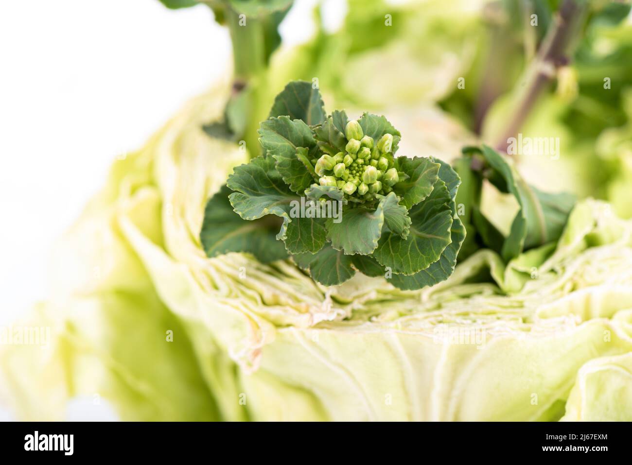 Close-up of unopened buds of kale or cabbage flowers. Cultivation of ...