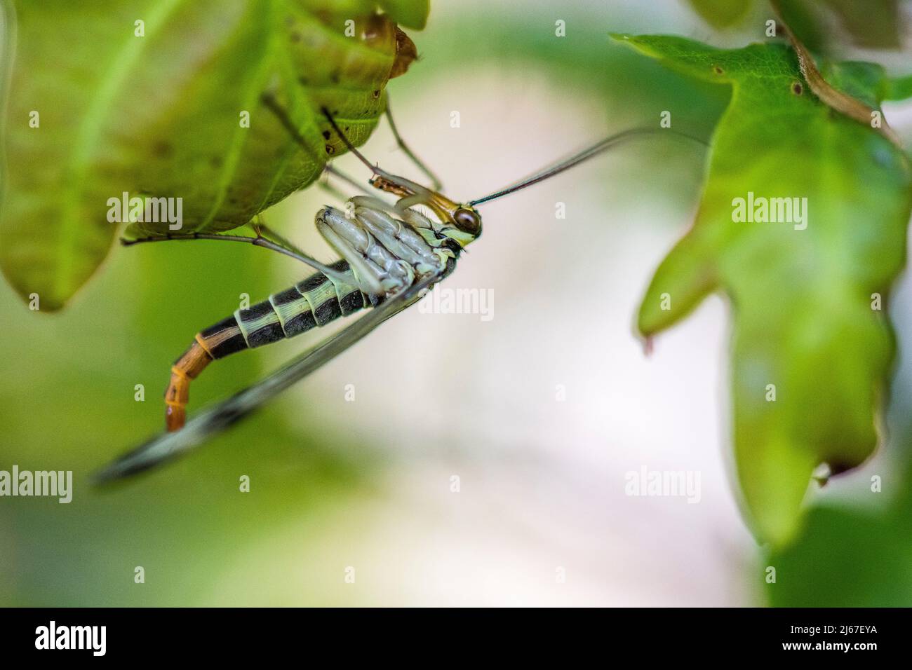 Female common scorpionfly hi-res stock photography and images - Alamy