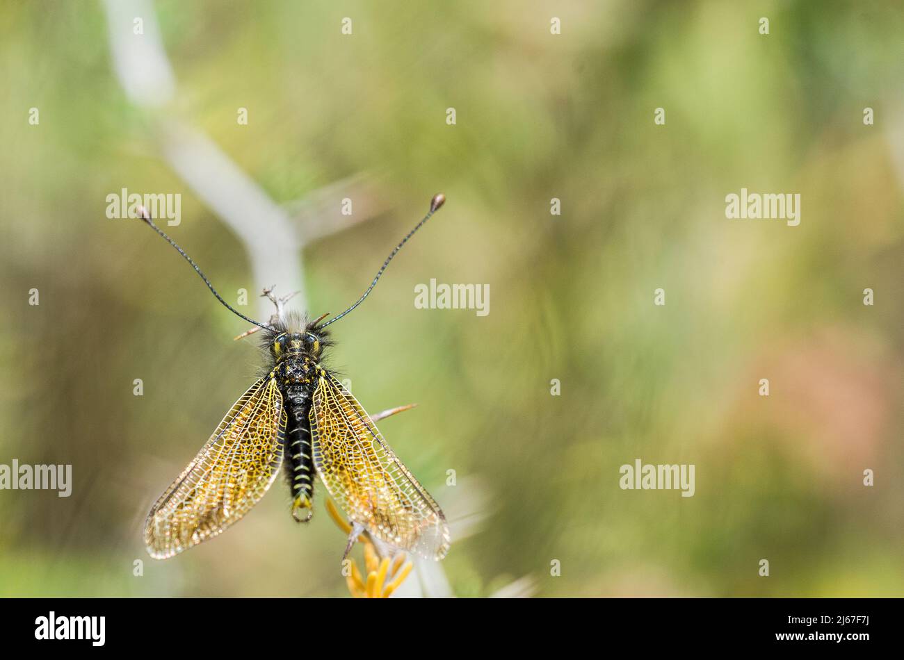 Libelloides ictericus, a lacewings belonging to the owlfly family ...
