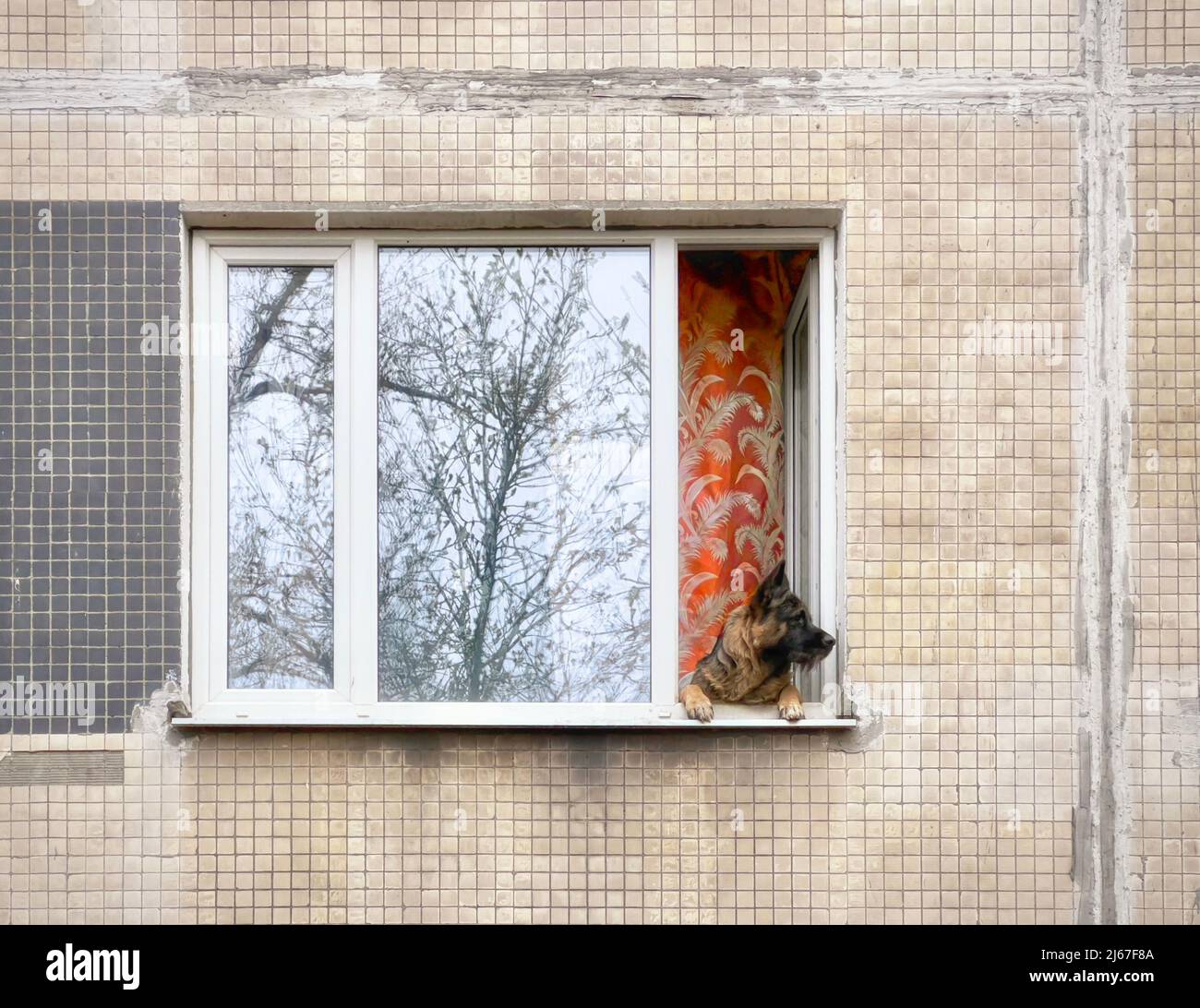 Alone with her dog hi-res stock photography and images - Alamy
