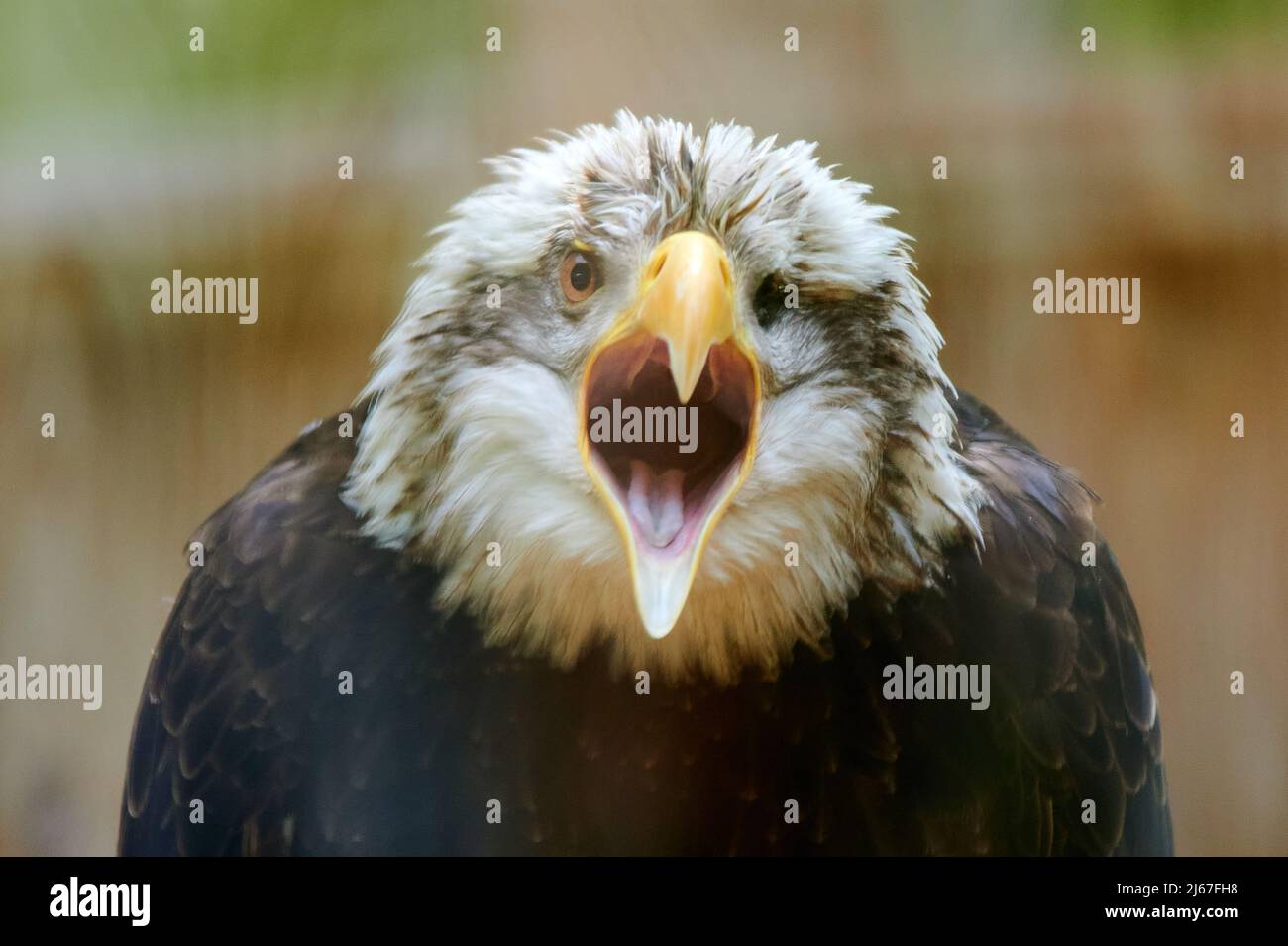 This Bald Eagle is one of many different birds currently residing at ...