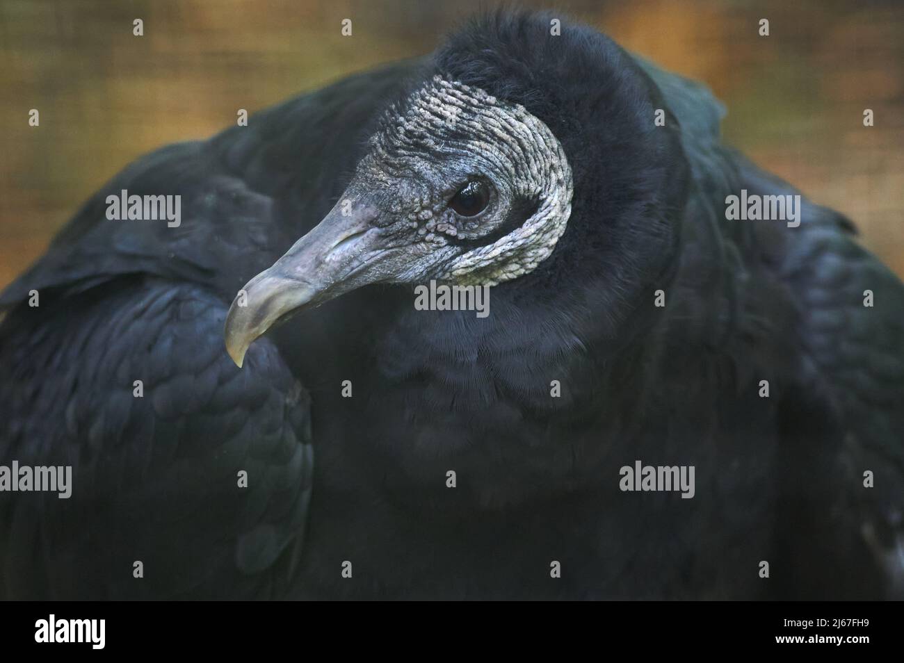 This Black Vulture (Coragyps atratus,) resides at the Wildlife Rehab ...
