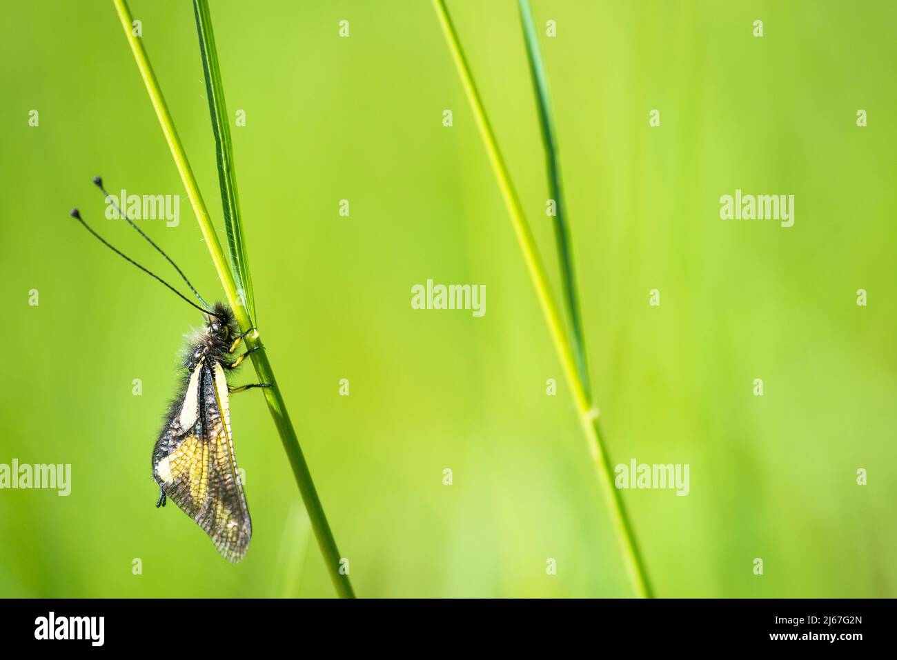 Owlfly family hi-res stock photography and images - Alamy