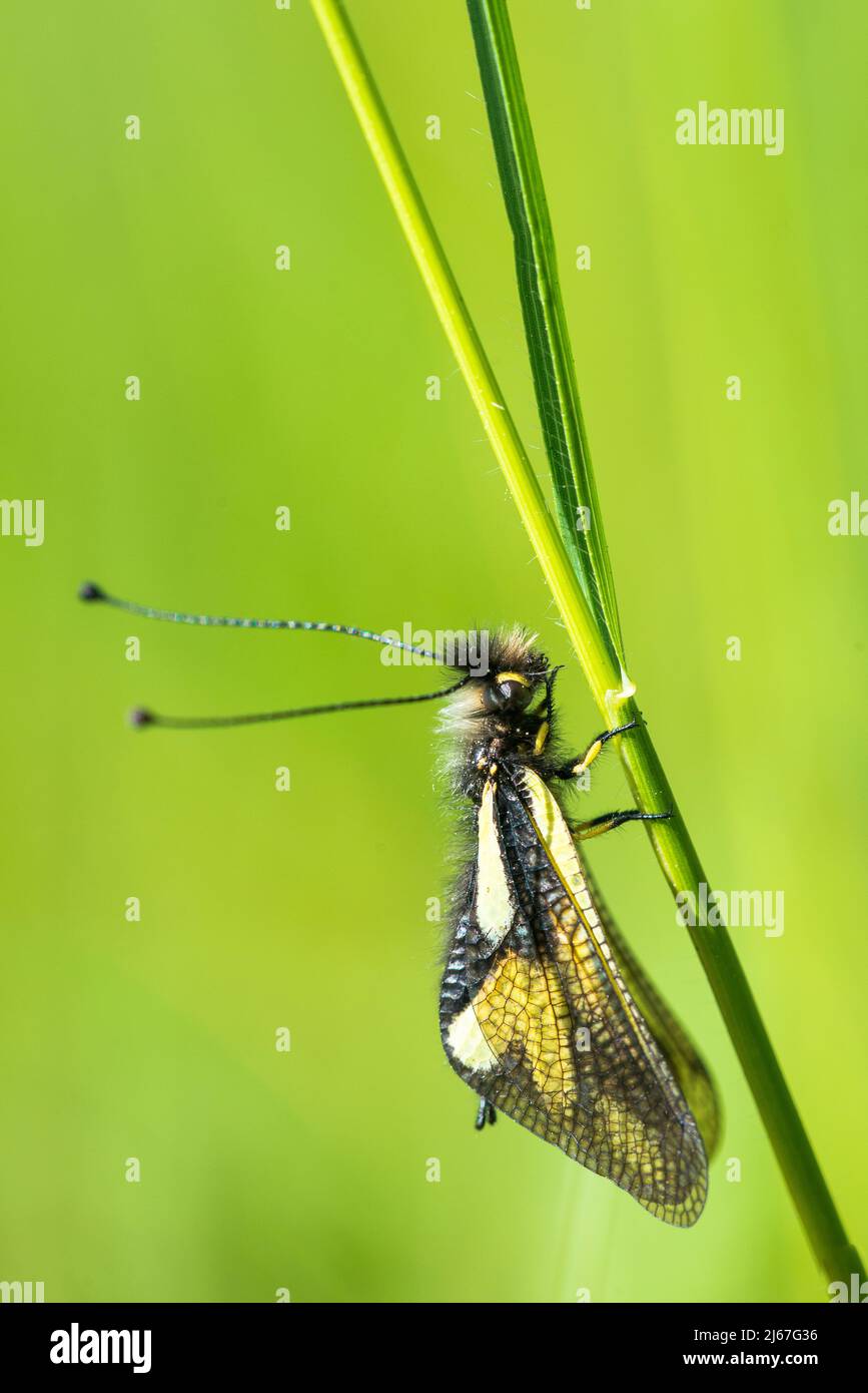 Owlfly family hi-res stock photography and images - Alamy