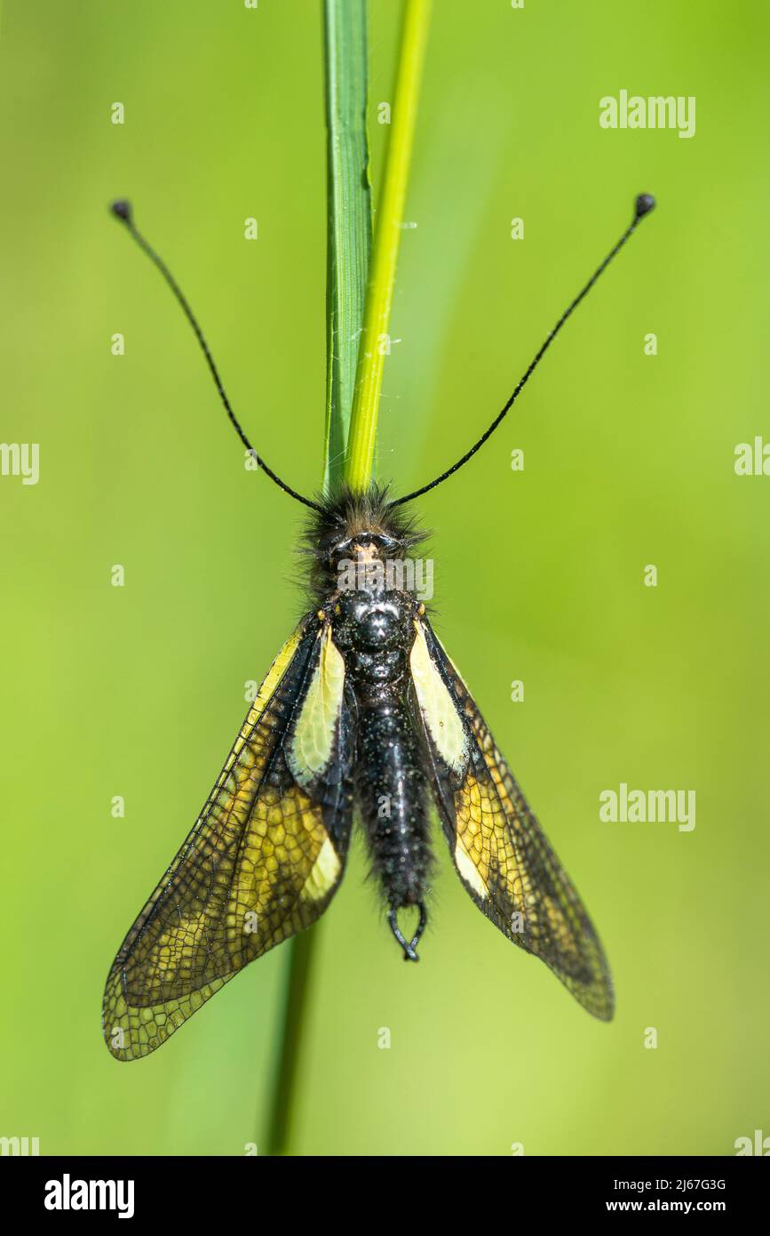 Libelloides coccajus, the "owly sulphur", is an owlfly species ...