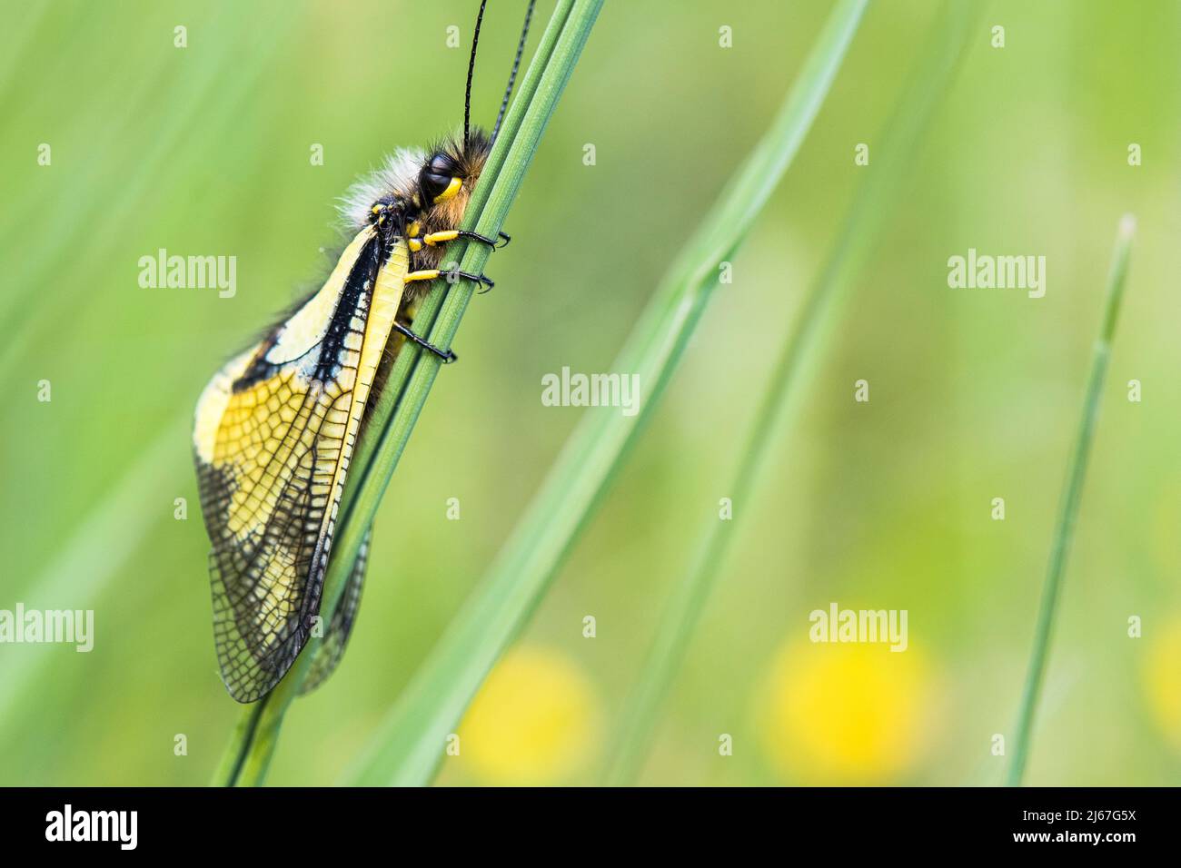 Libelloides coccajus, the "owly sulphur", is an owlfly species ...