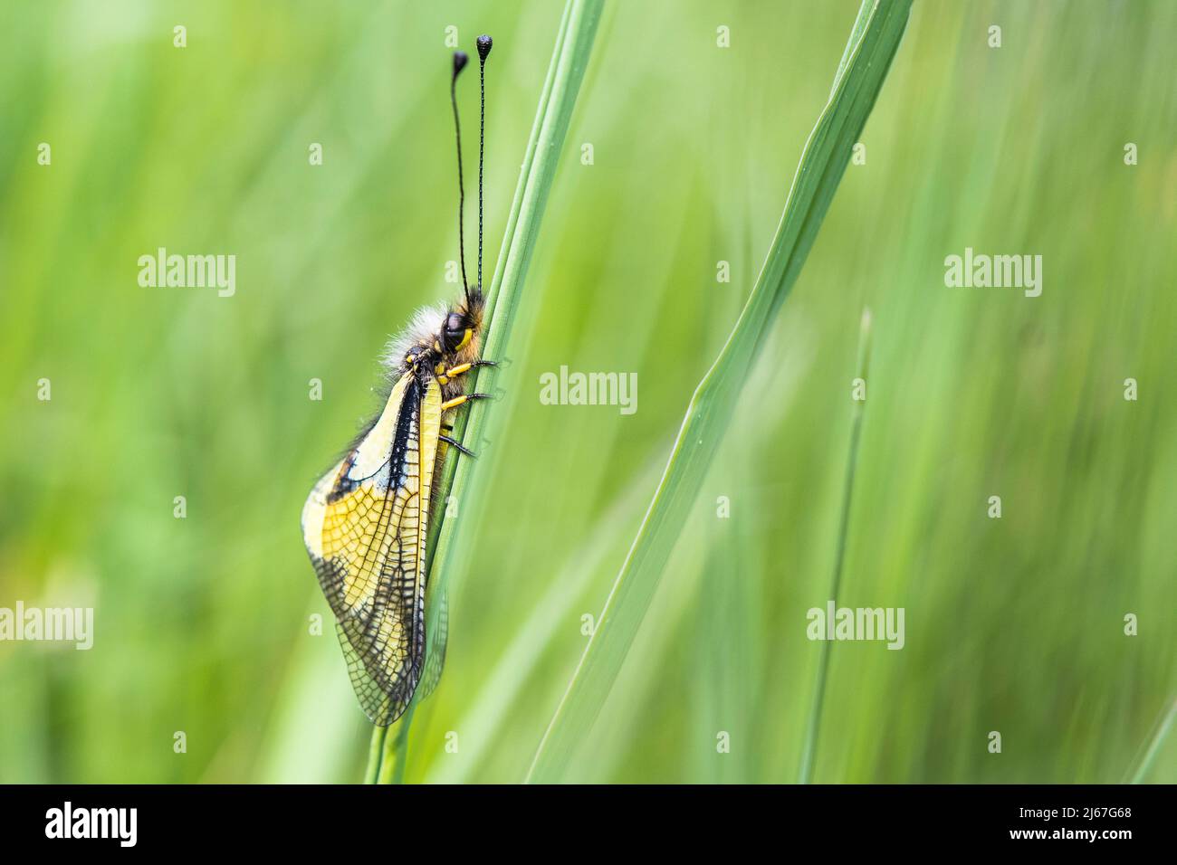 Insecta insects hi-res stock photography and images - Alamy