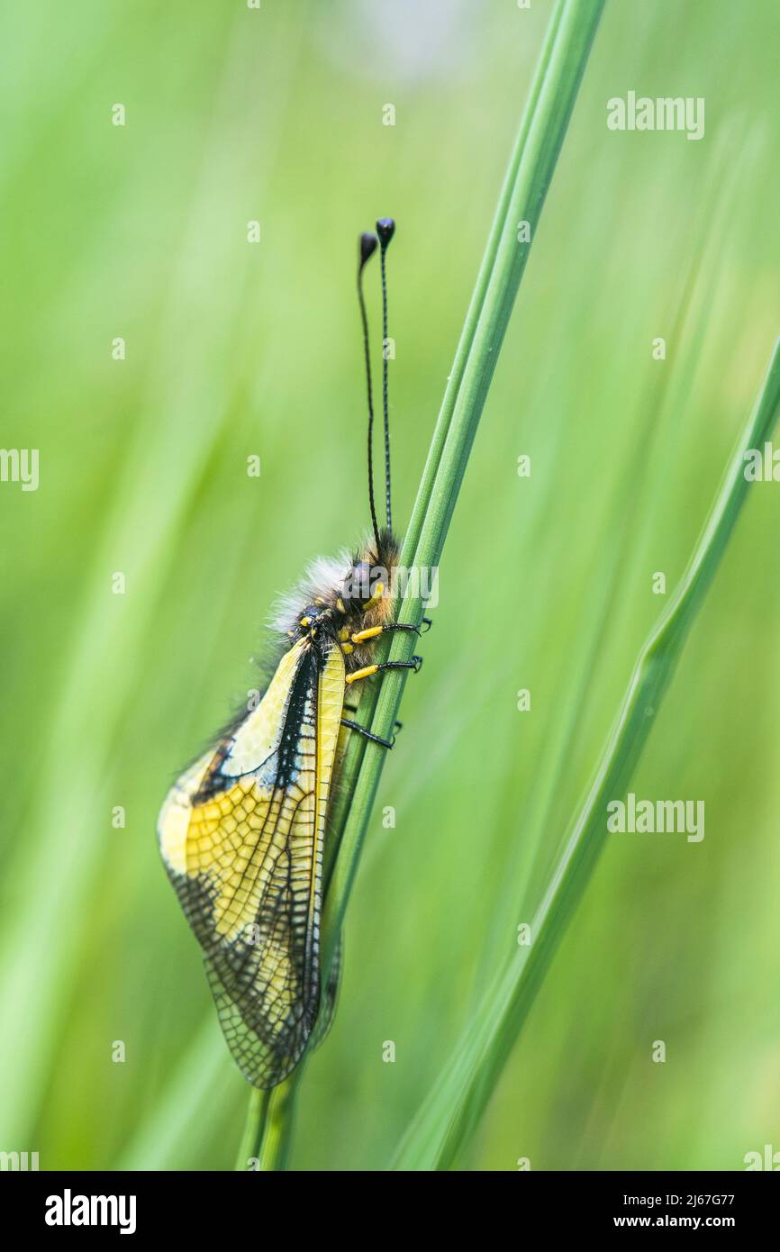 Owlfly family hi-res stock photography and images - Alamy