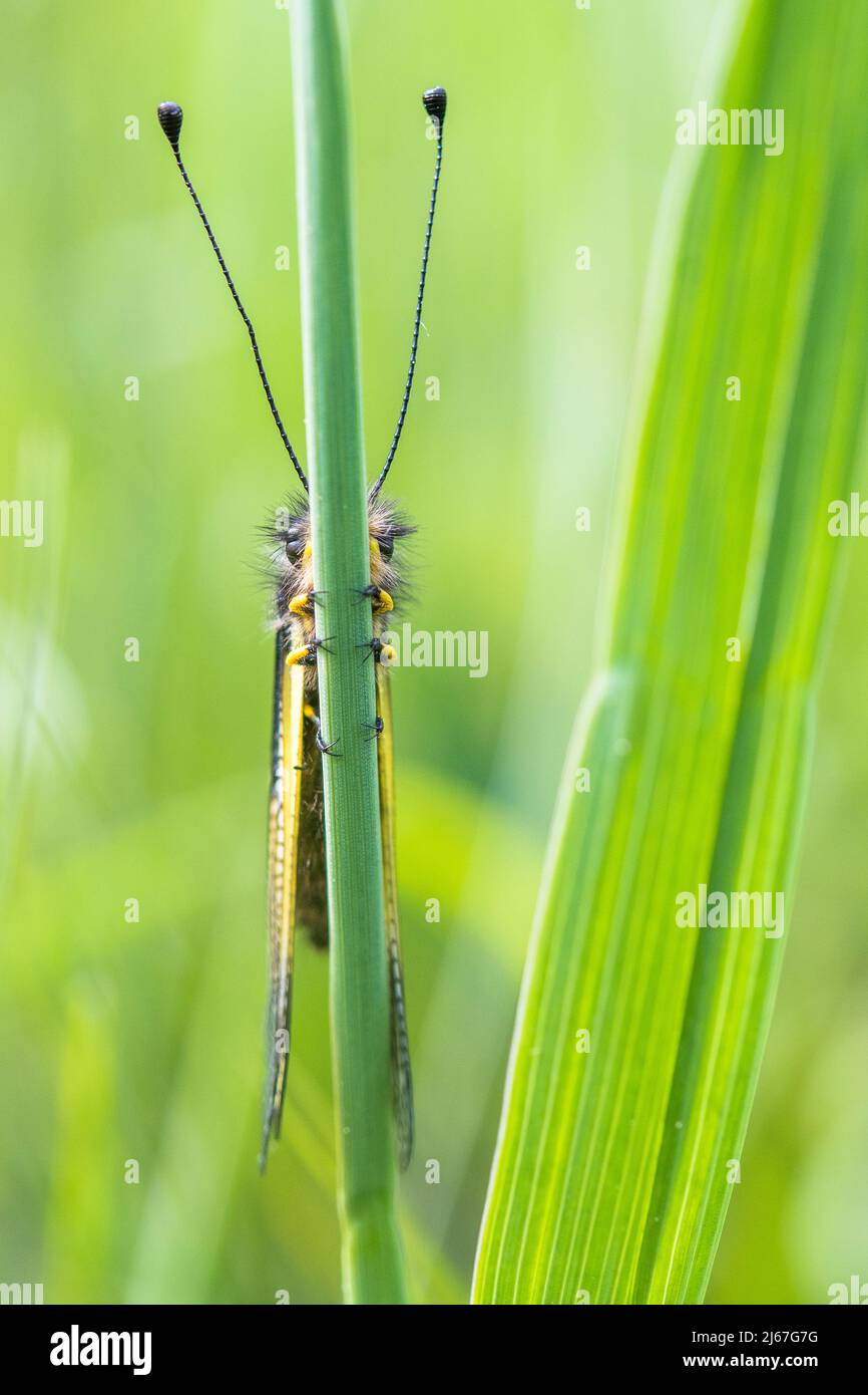 Owlfly family hi-res stock photography and images - Alamy