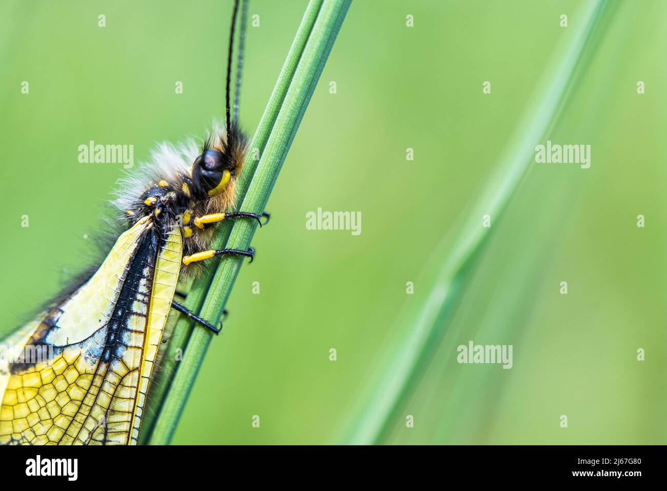 Owlfly family hi-res stock photography and images - Alamy