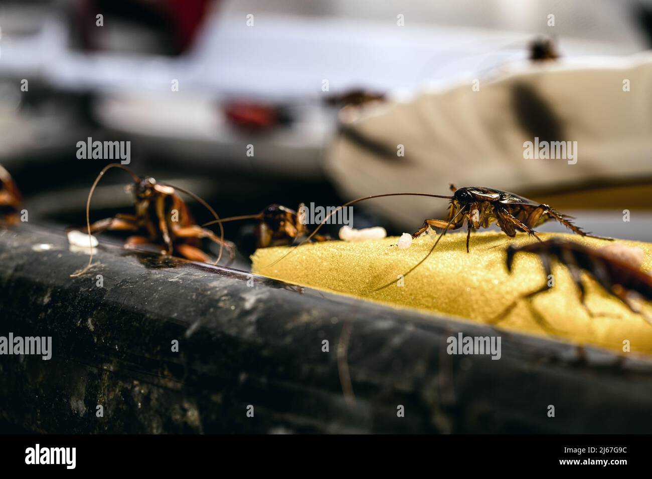 cockroach infestation eating in a messy and very dirty kitchen sink ...