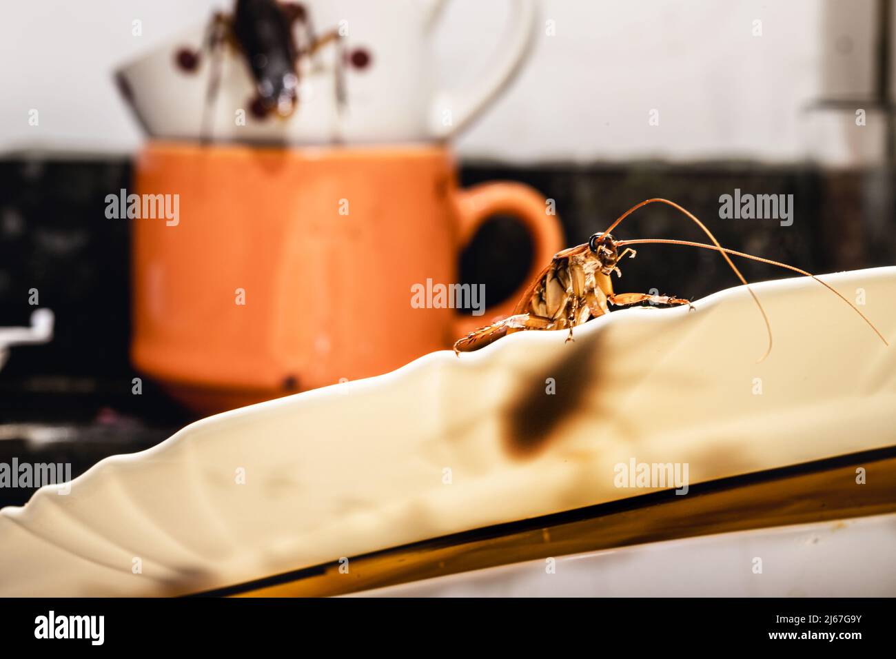 Unhygienic kitchen hi-res stock photography and images - Alamy