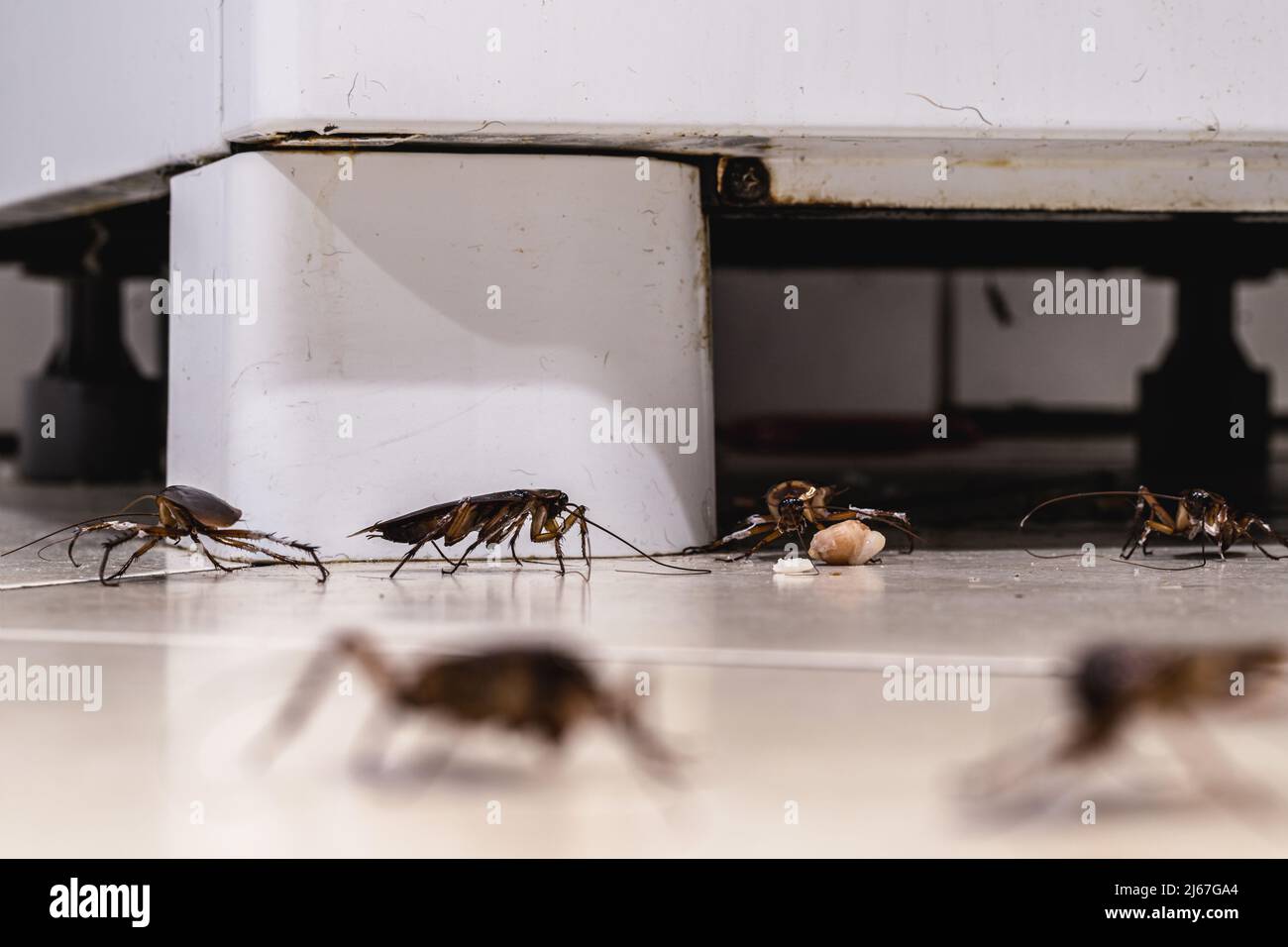 cockroach infestation walking and crawling on dirty kitchen floor ...