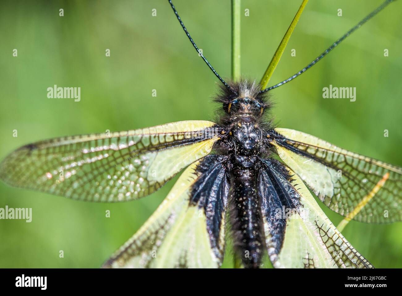 Libelloides coccajus, the "owly sulphur", is an owlfly species ...