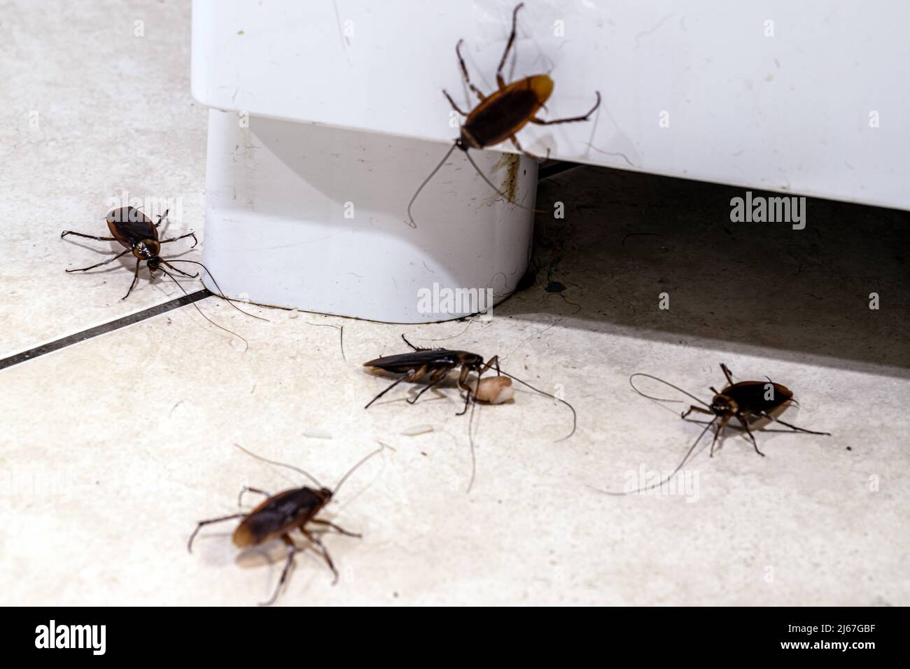 cockroach infestation walking and crawling on dirty kitchen floor ...