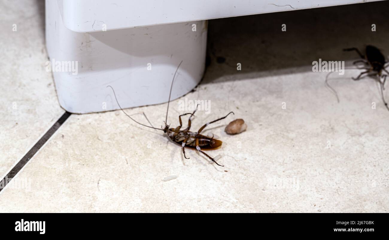 cockroach infestation walking and crawling on dirty kitchen floor ...