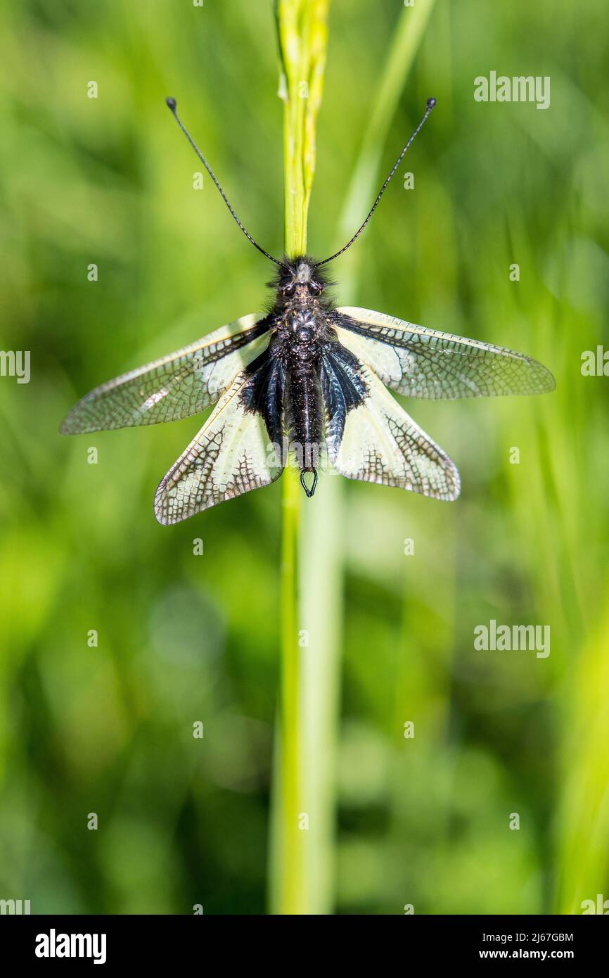 Owlfly family hi-res stock photography and images - Alamy