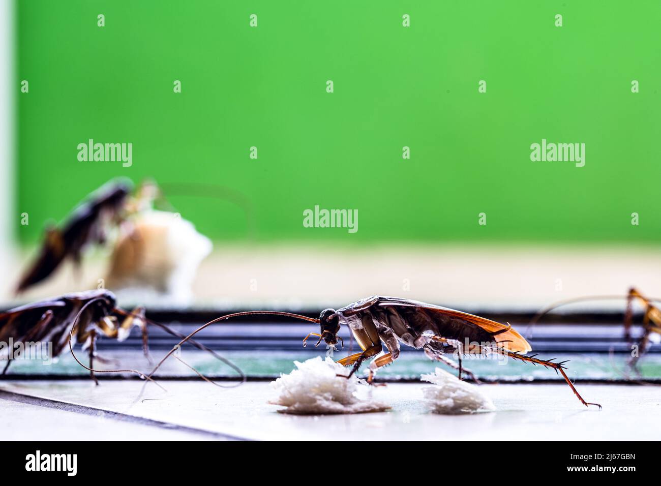 insects eating dirt on the floor, cockroaches indoors on the floor ...