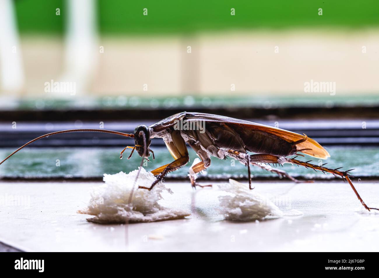 insects eating dirt on the floor, cockroaches indoors on the floor ...