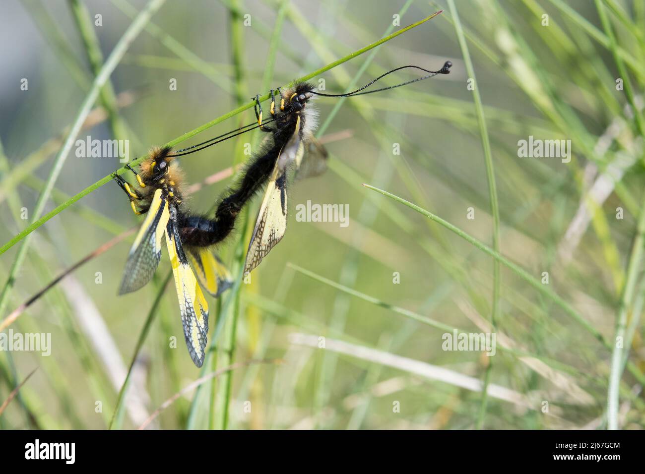 Libelloides coccajus, the "owly sulphur", is an owlfly species ...