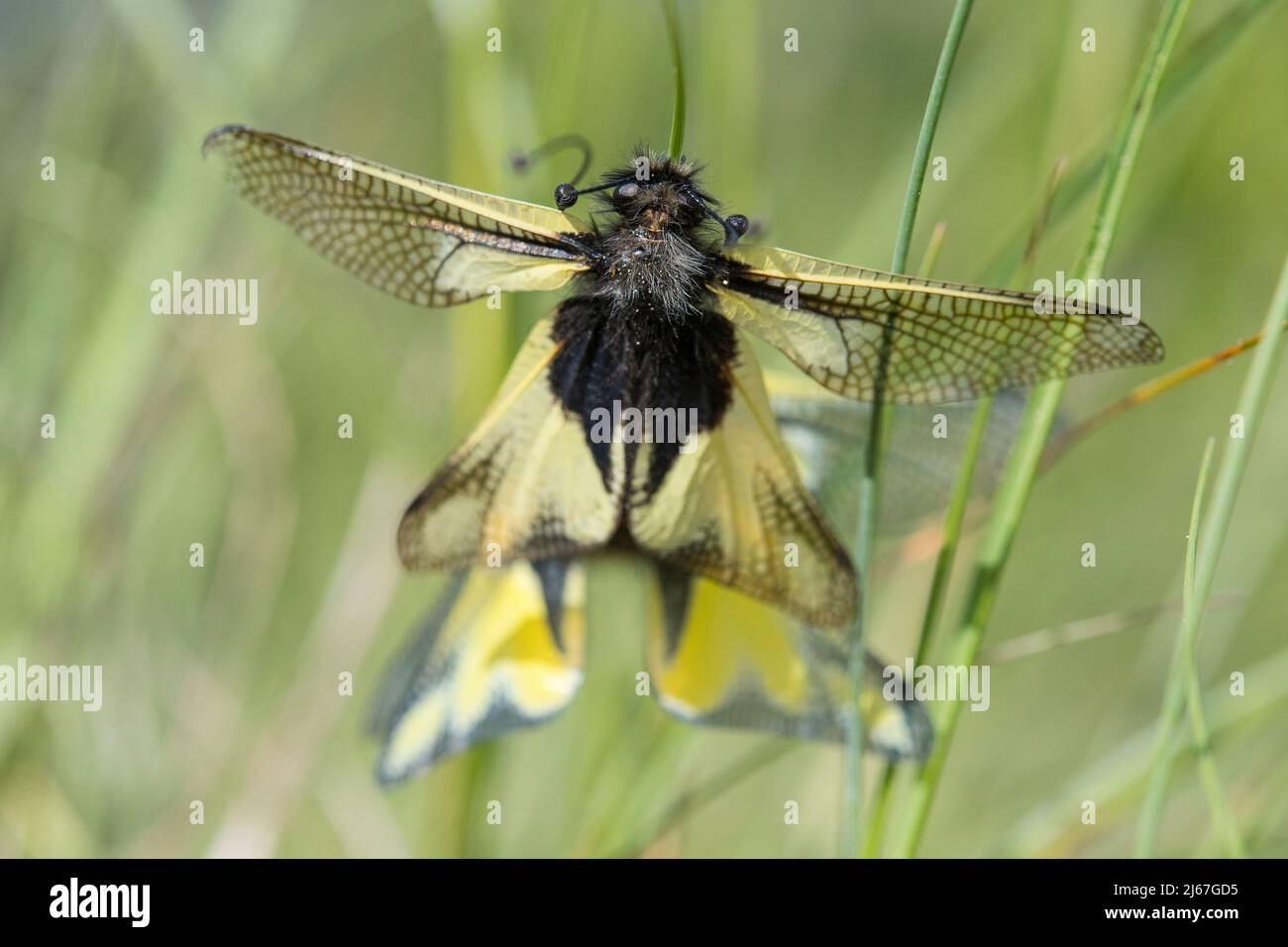 Owlfly family hi-res stock photography and images - Alamy