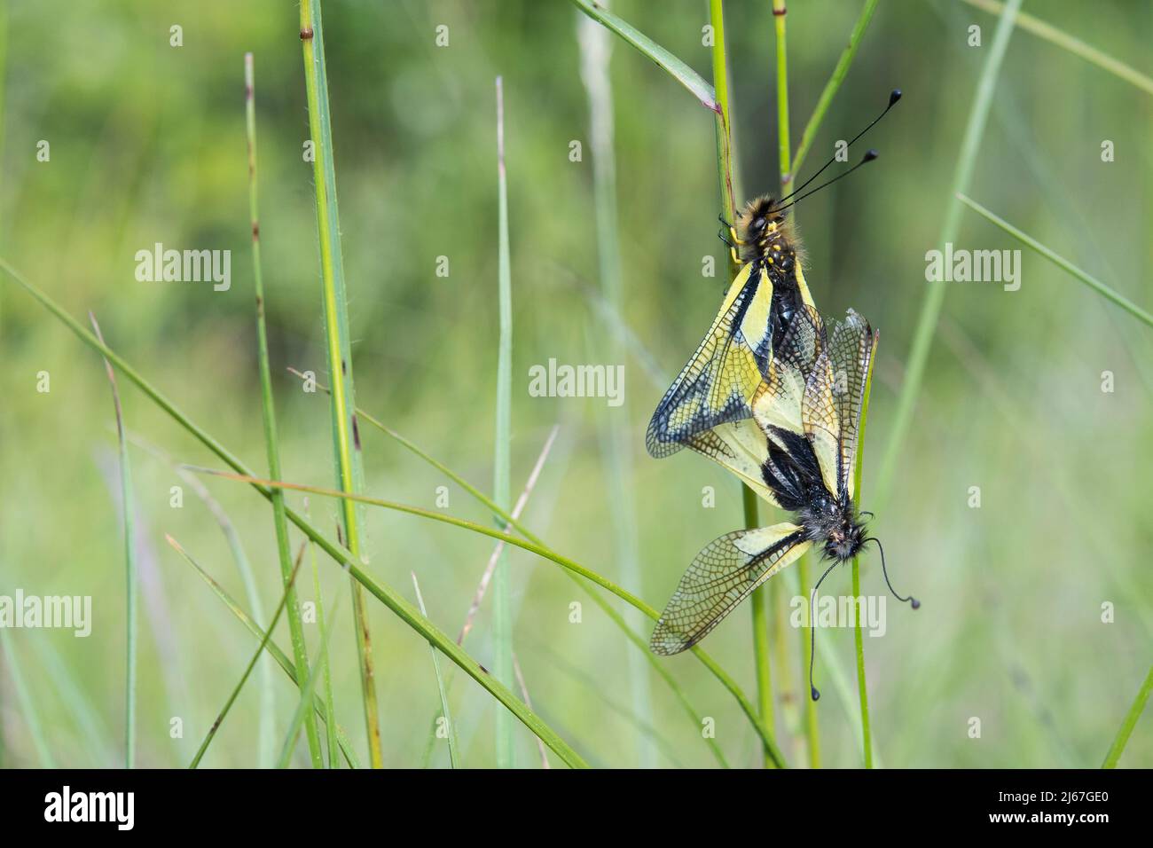 Owlfly family hi-res stock photography and images - Alamy
