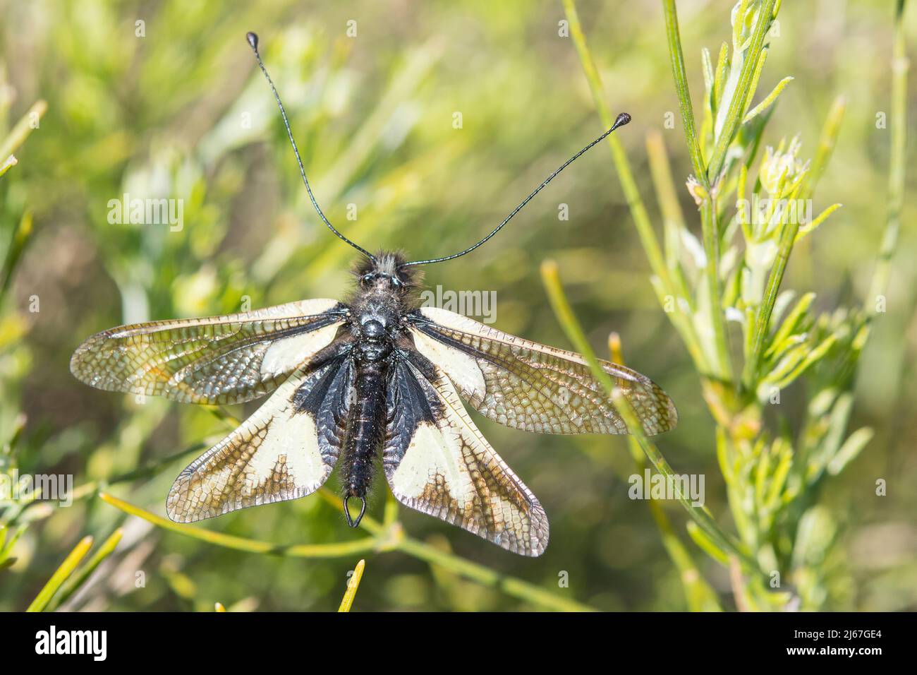 Owlfly family hi-res stock photography and images - Alamy