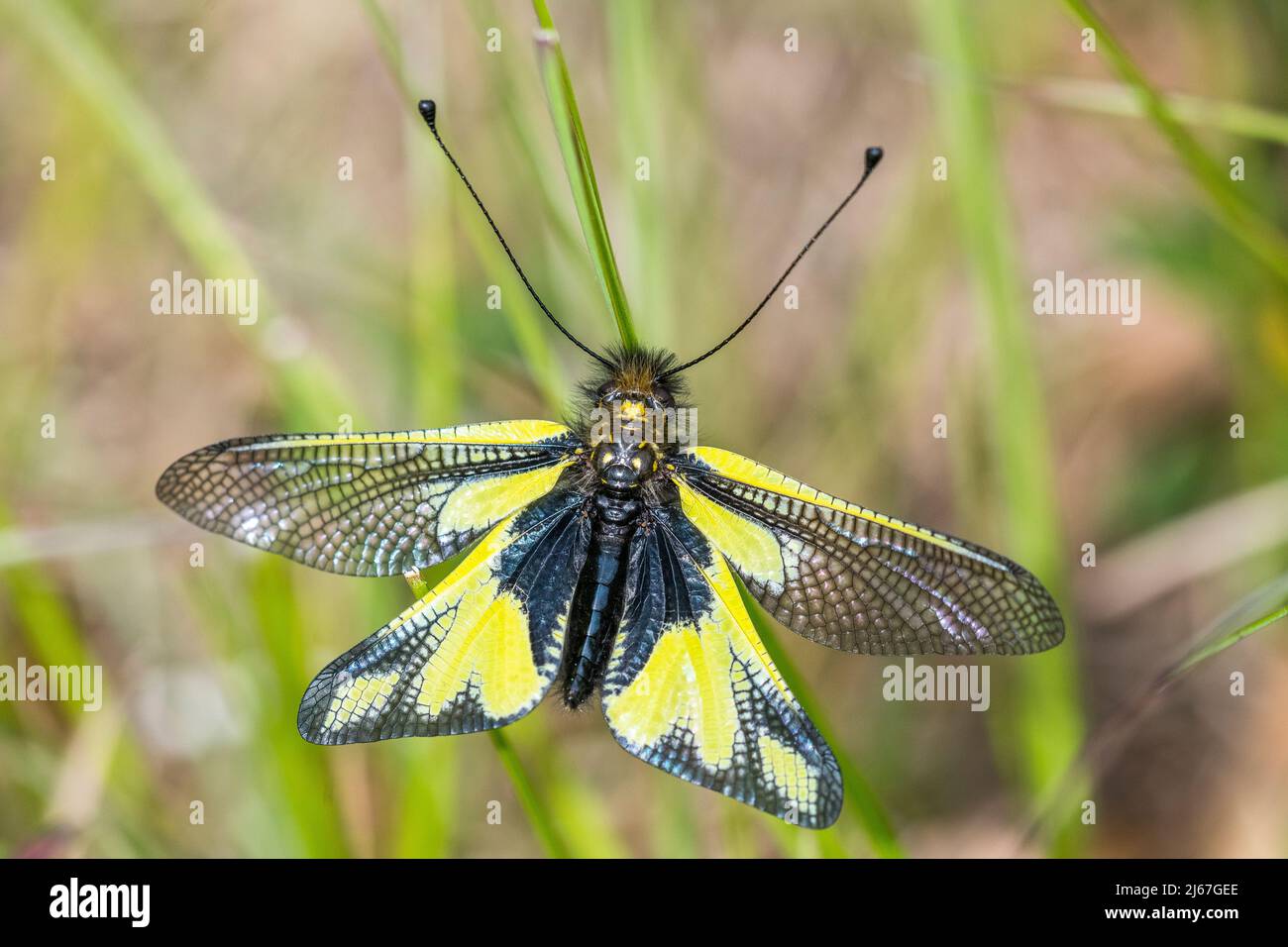 Libelloides coccajus, the "owly sulphur", is an owlfly species ...