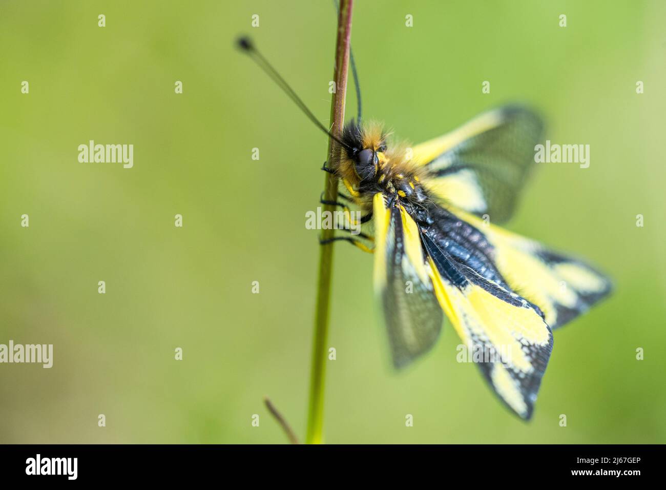 Owlfly family hi-res stock photography and images - Alamy
