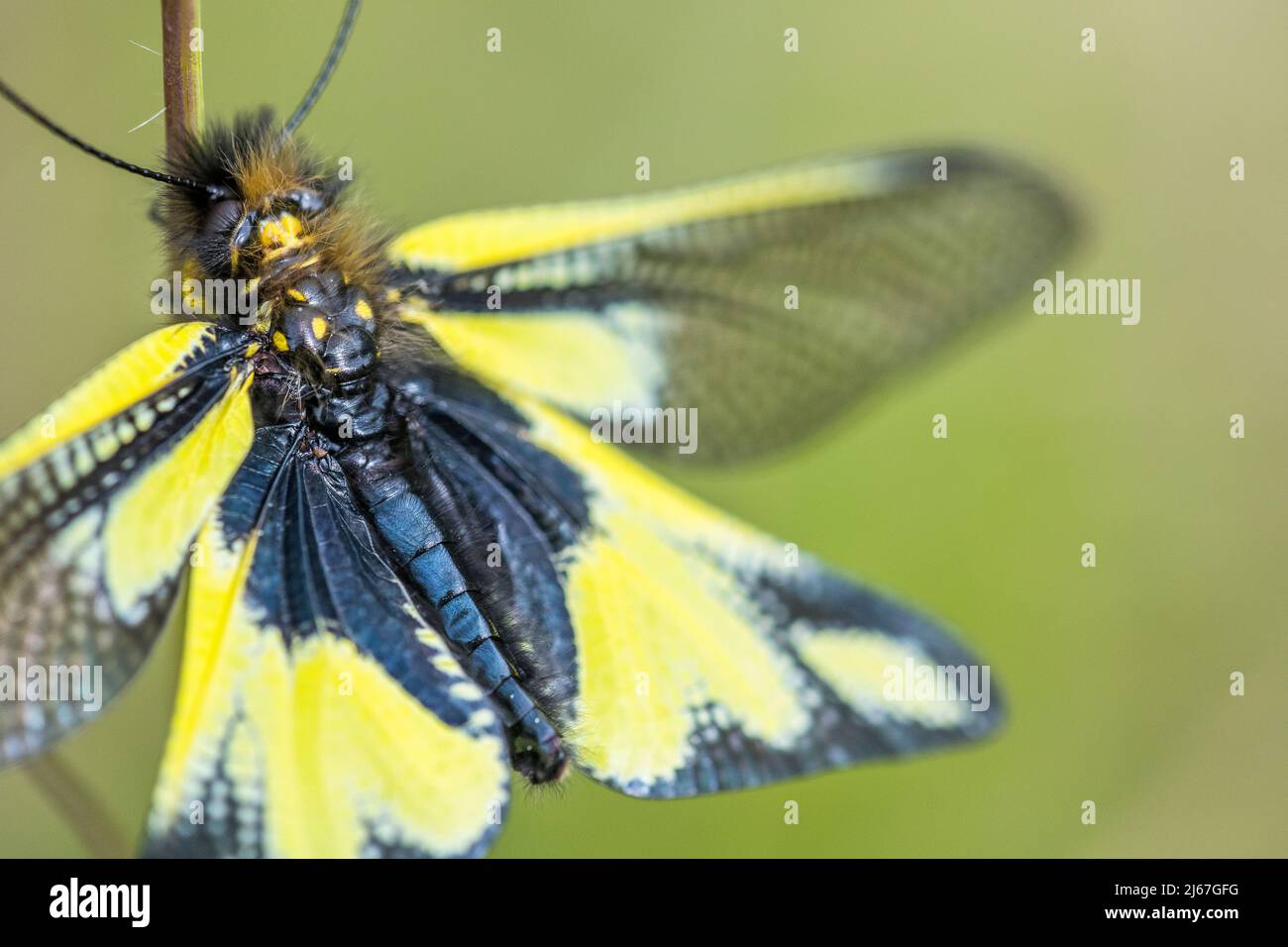 Libelloides coccajus, the "owly sulphur", is an owlfly species ...