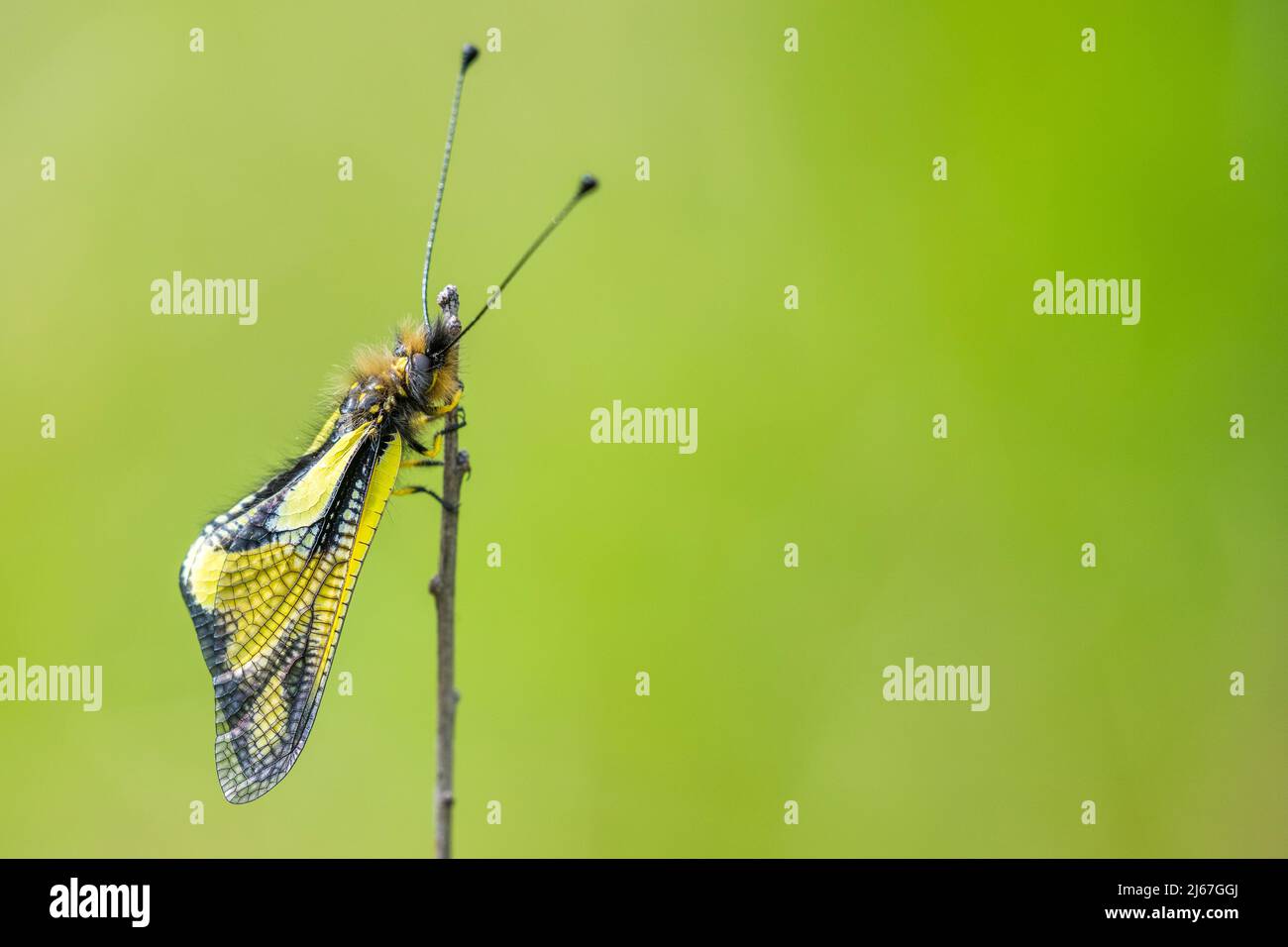 Owlfly family hi-res stock photography and images - Alamy