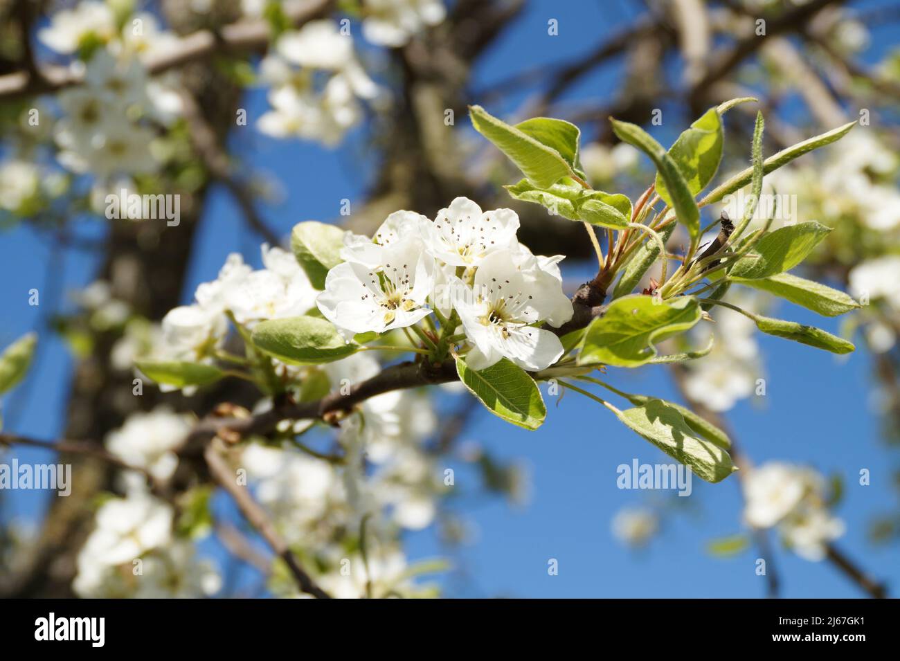 White flower japanese tree hi-res stock photography and images - Alamy
