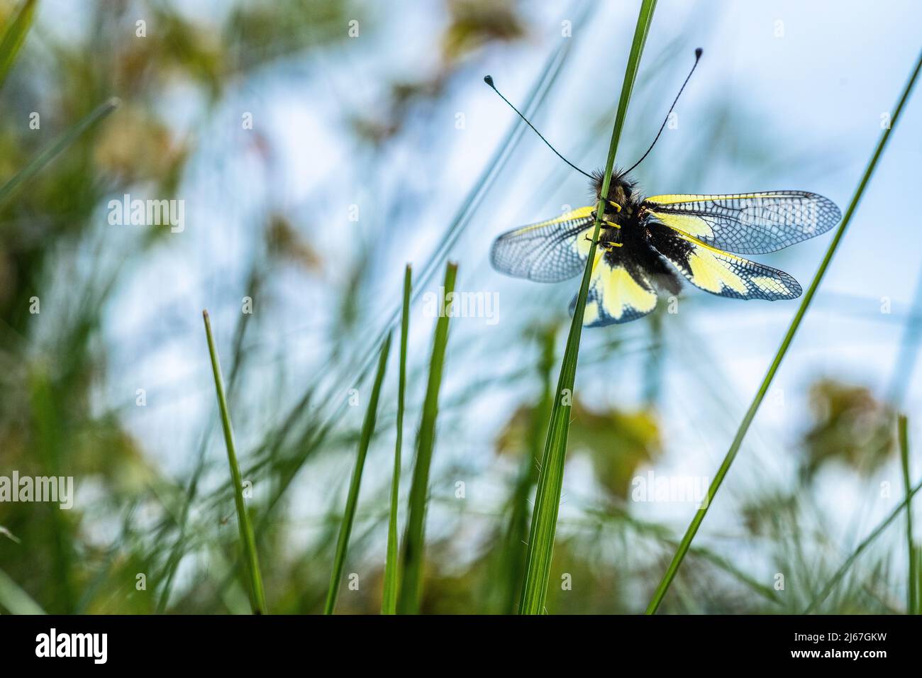 Owlfly family hi-res stock photography and images - Alamy