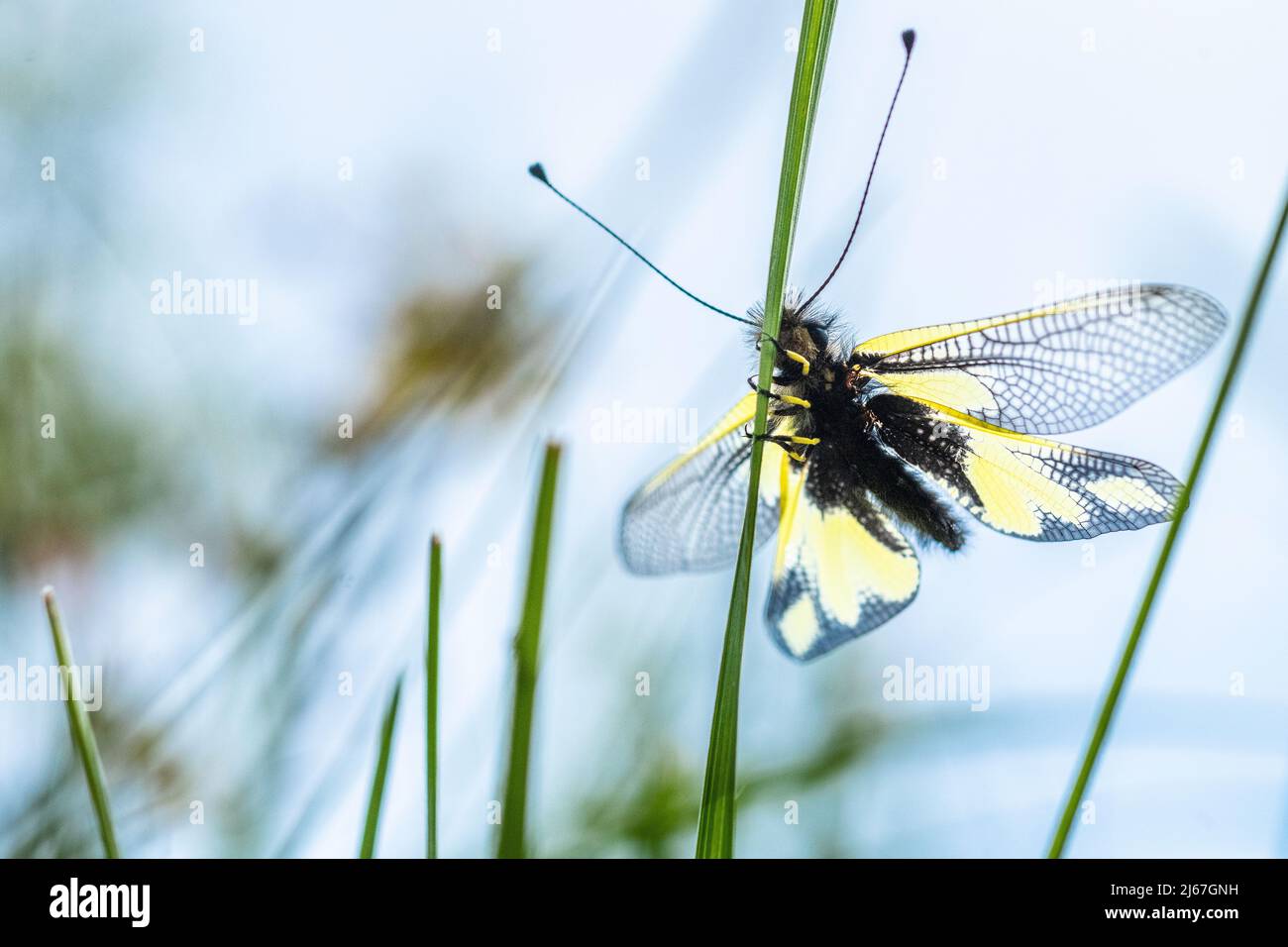 Insecta insects hi-res stock photography and images - Alamy